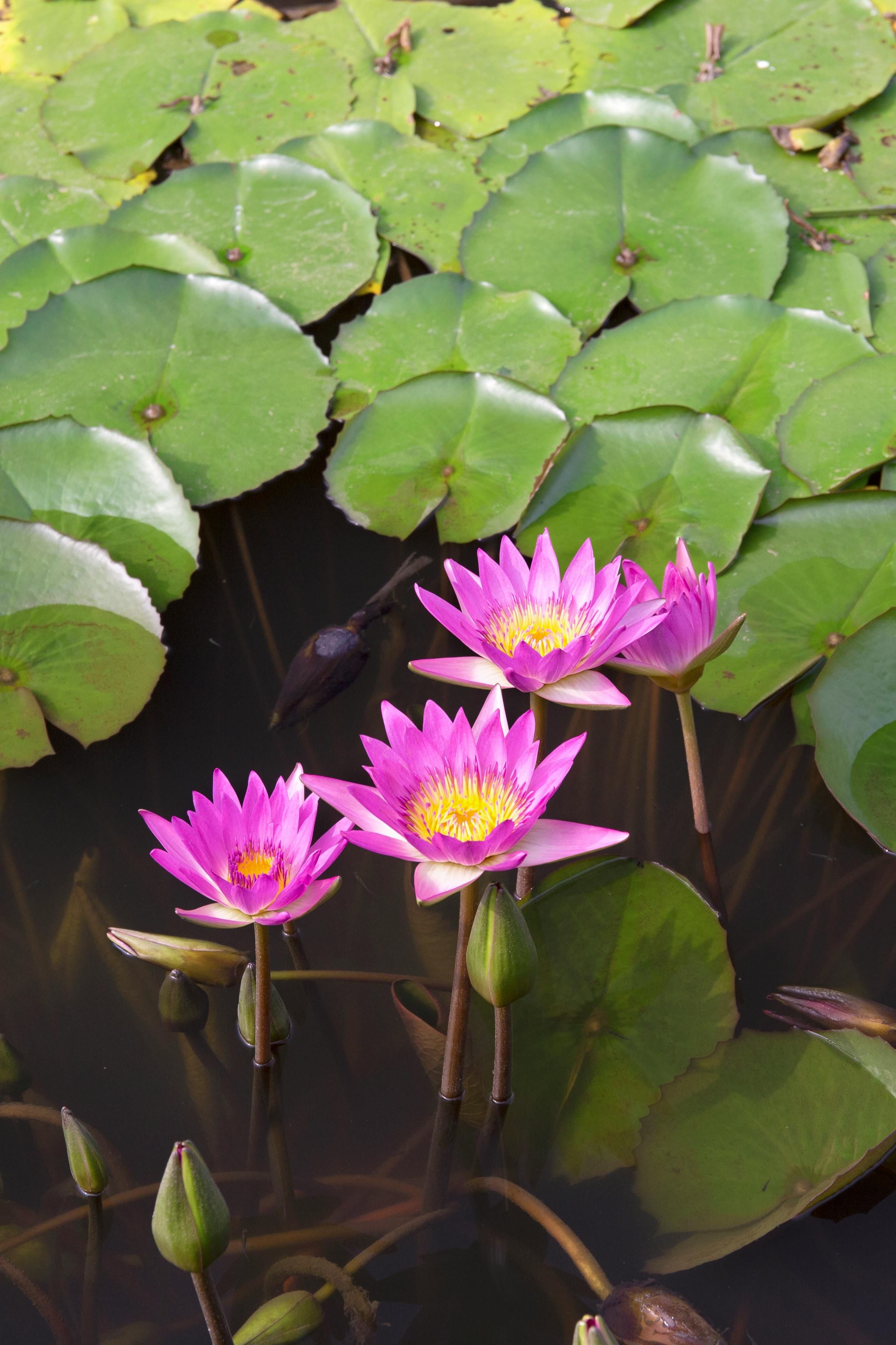 Pink Lotus Flowers · Free Stock Photo