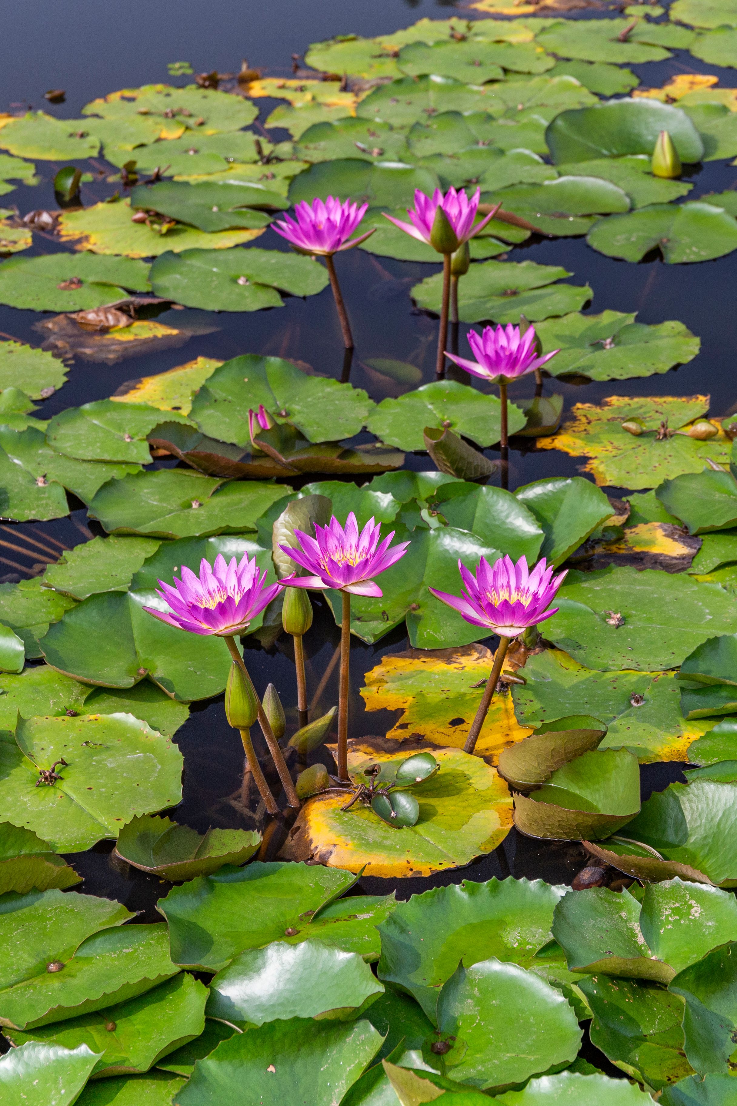 Single Pink Lotus · Free Stock Photo