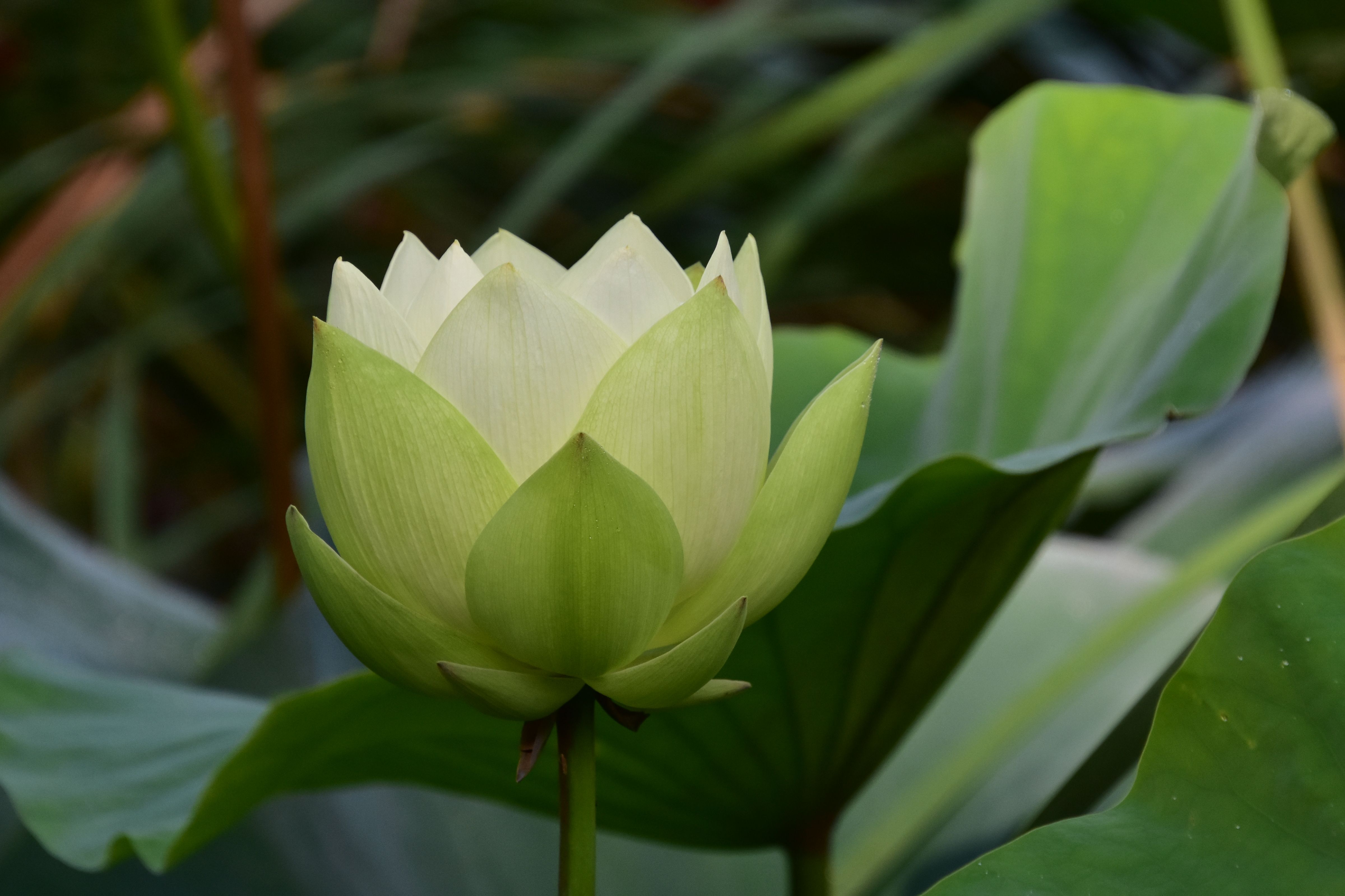 Closeup Lotus Flower · Free Stock Photo