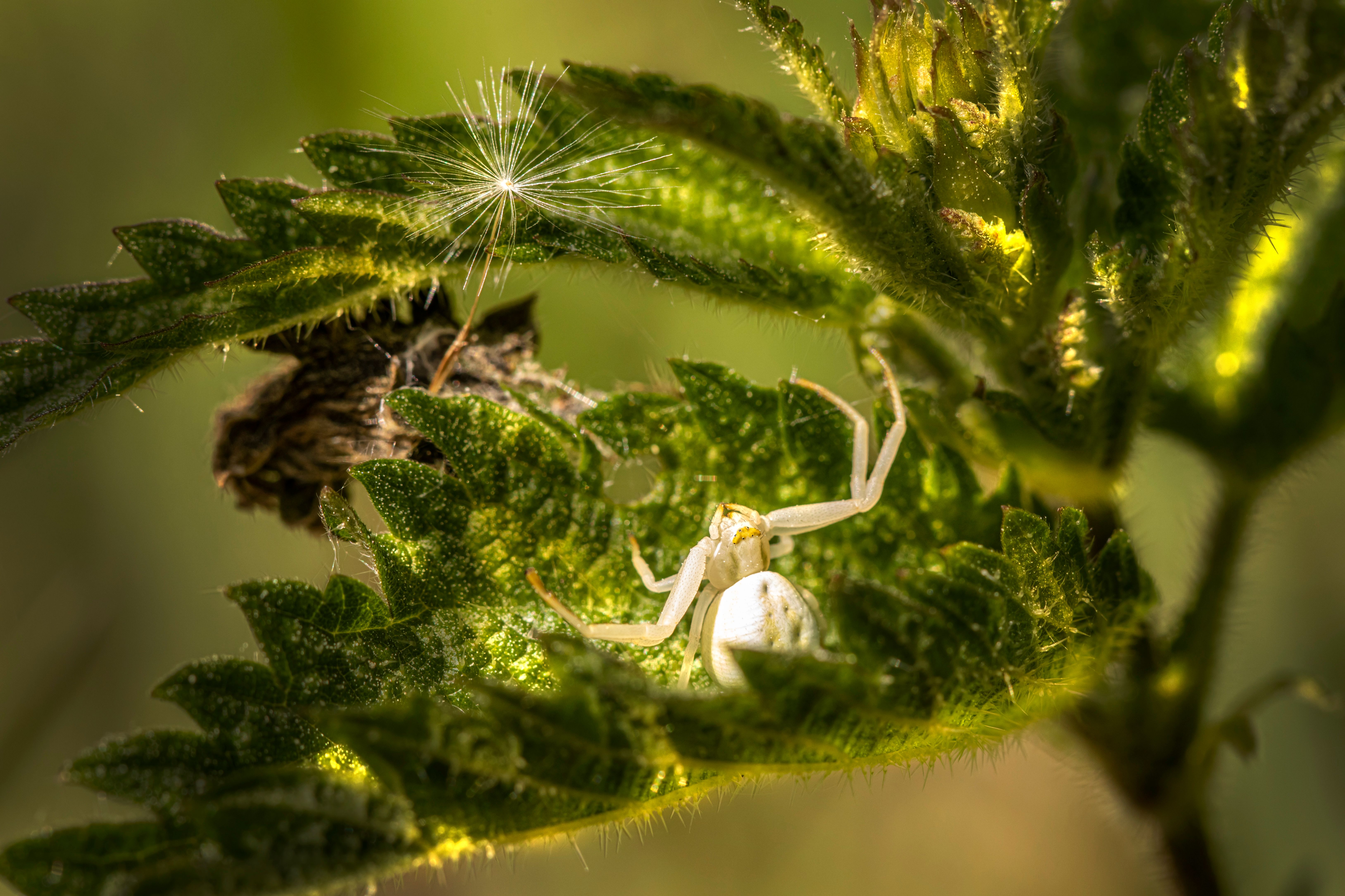 Spider on Leaf · Free Stock Photo
