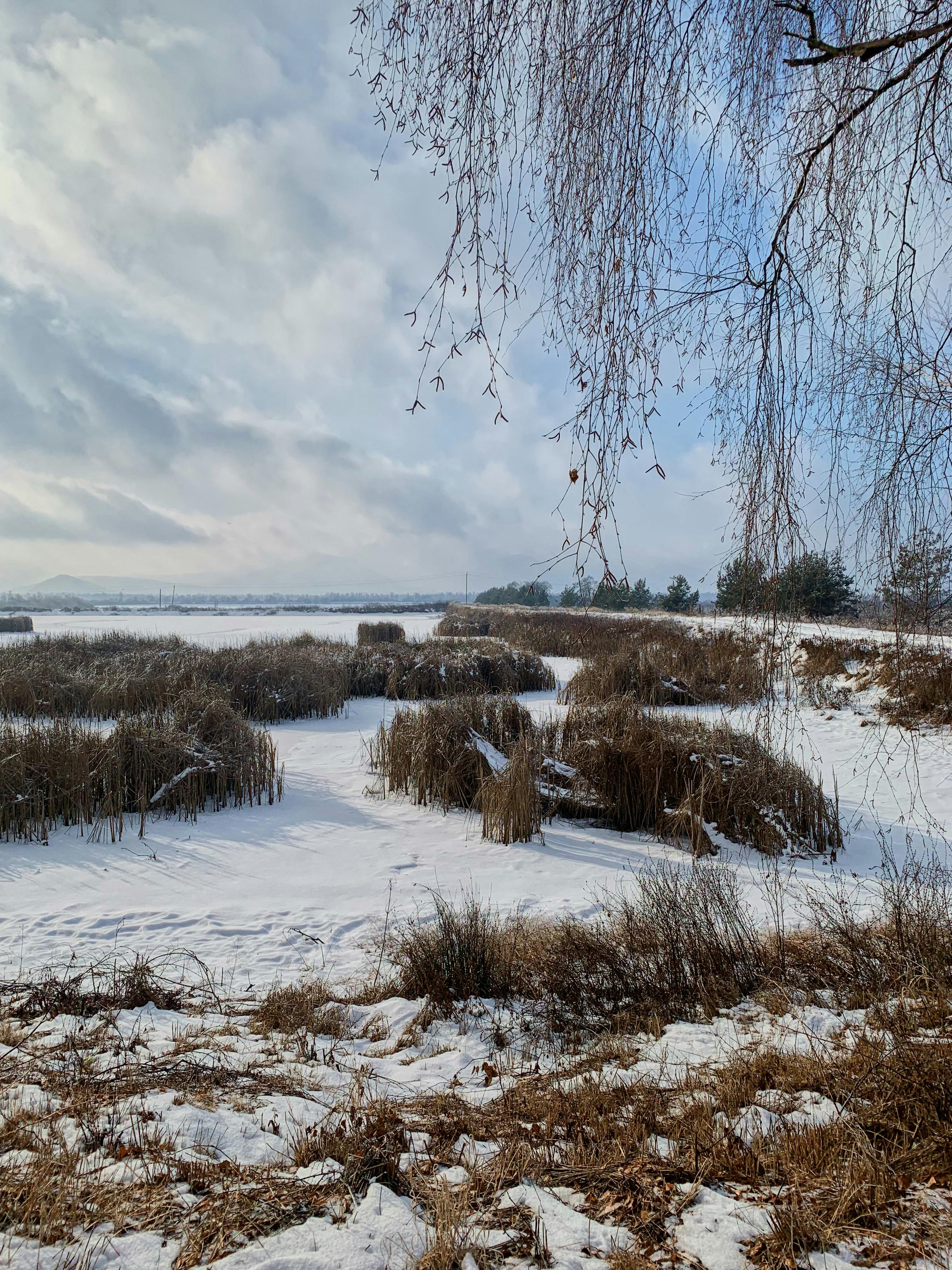 View of a Snowy Field with Dry Grass · Free Stock Photo
