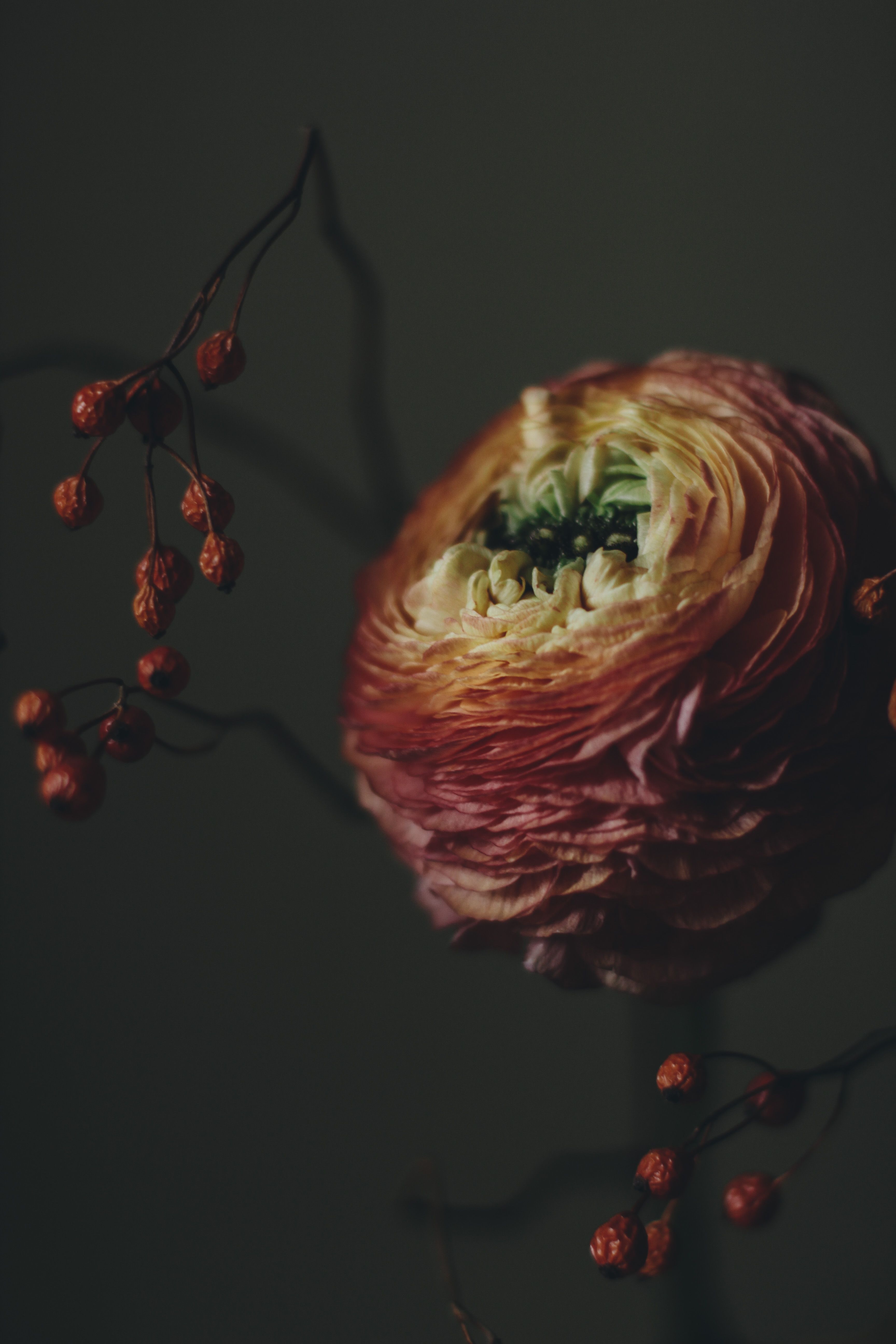 Closeup of Withering Chrysanthemum · Free Stock Photo