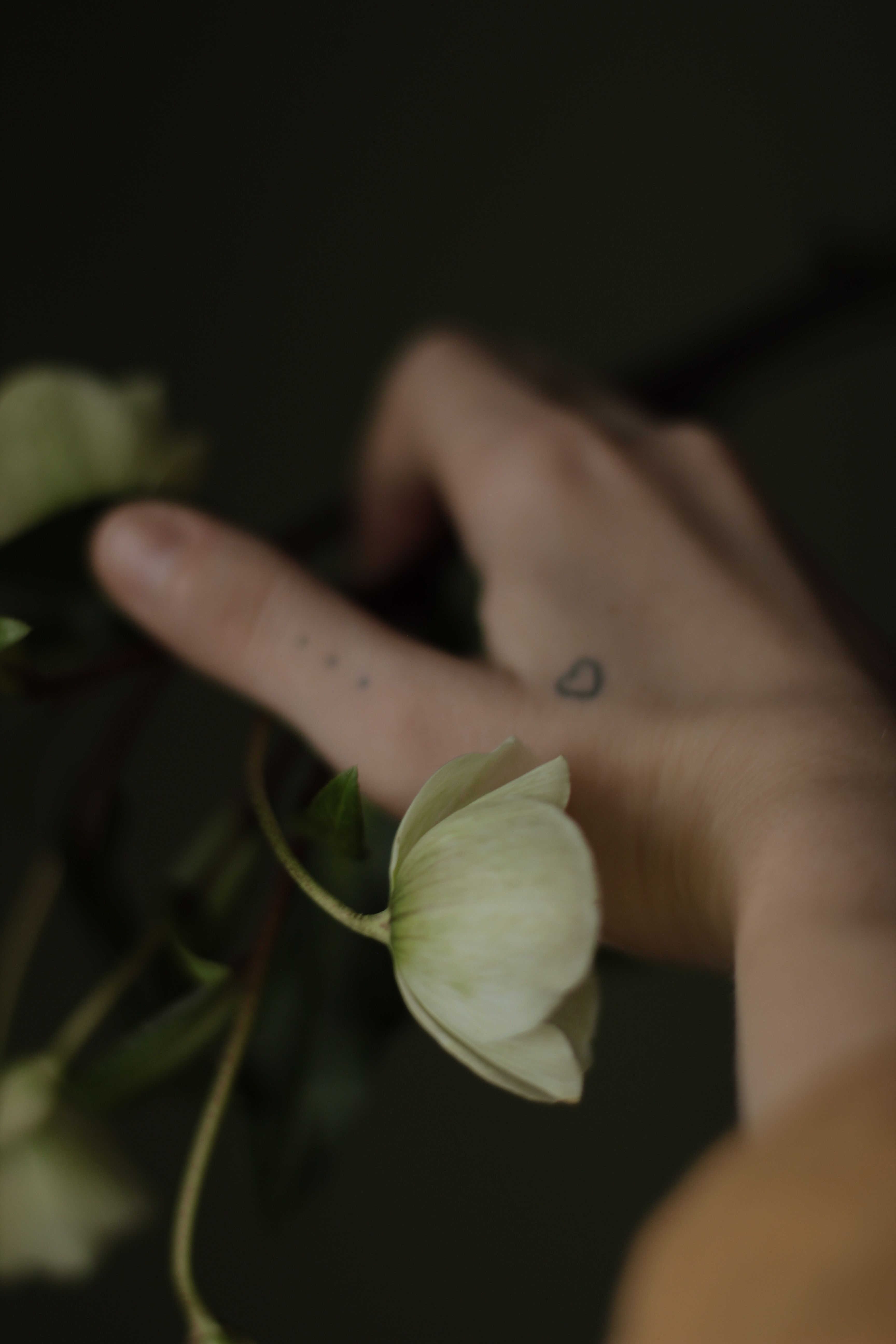 Dark Photo of a White Flower and a Hand with Tattoo · Free Stock Photo
