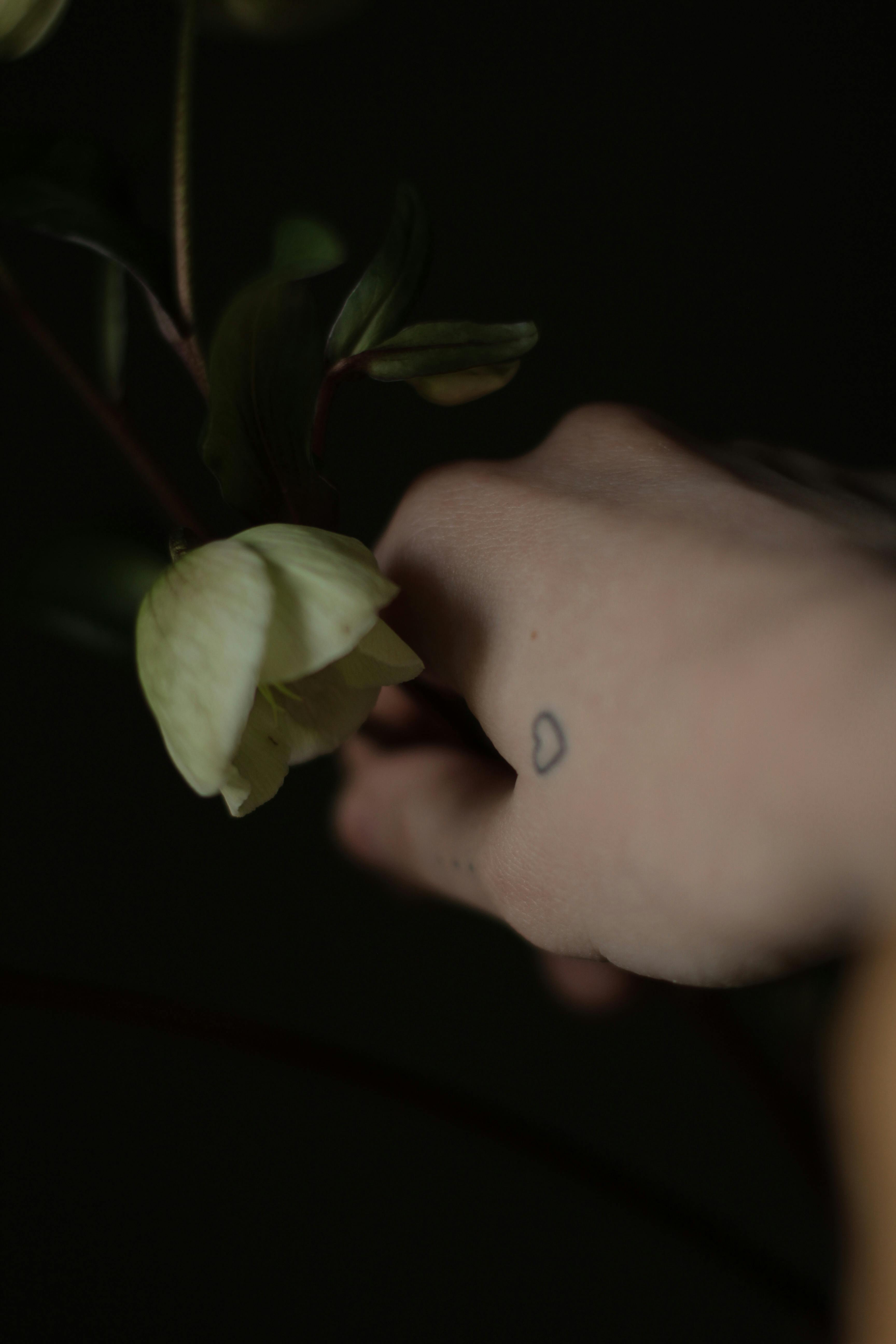Person Handing Over a Flower · Free Stock Photo