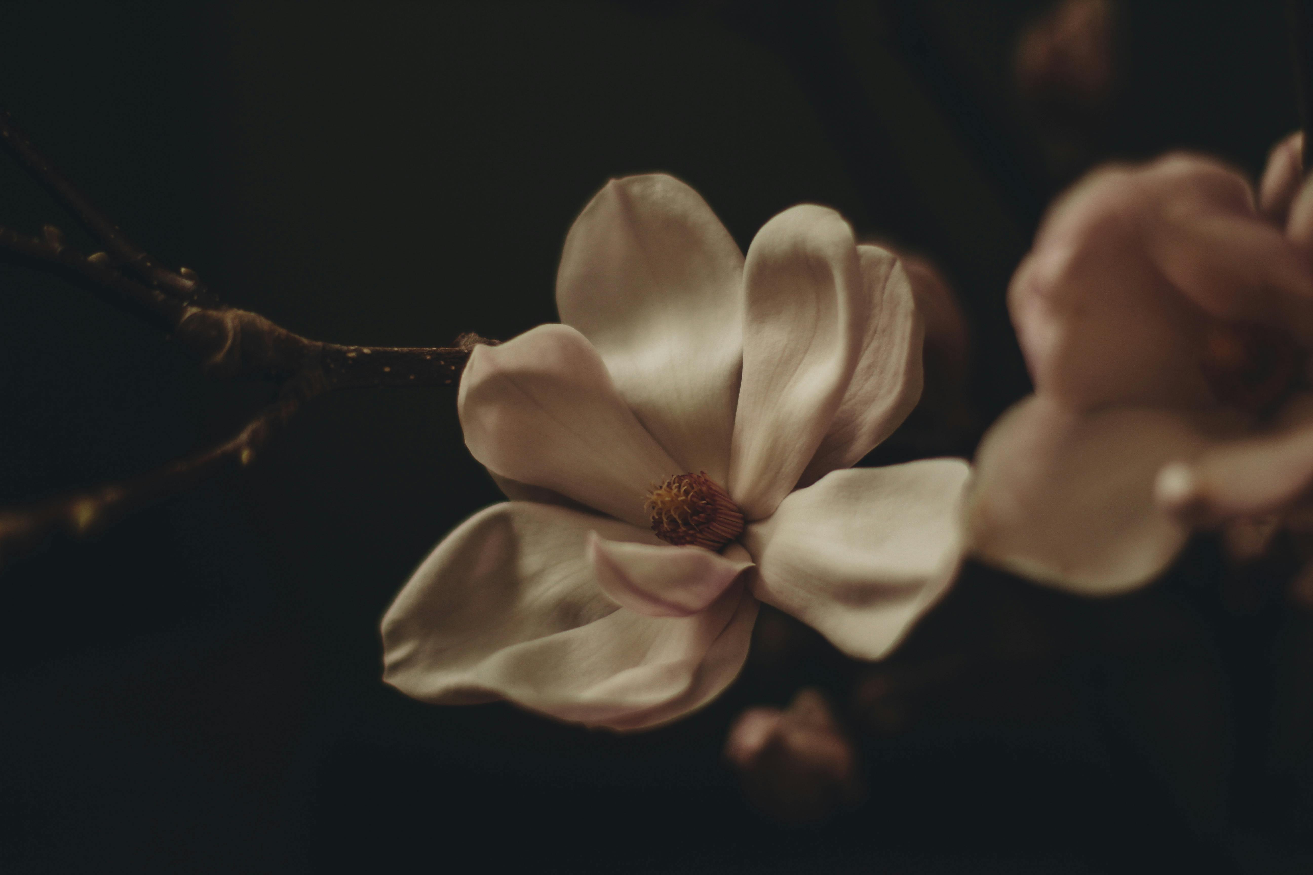 Flower Jpeg Photos, Download The BEST Free Flower Jpeg Stock Photos ...