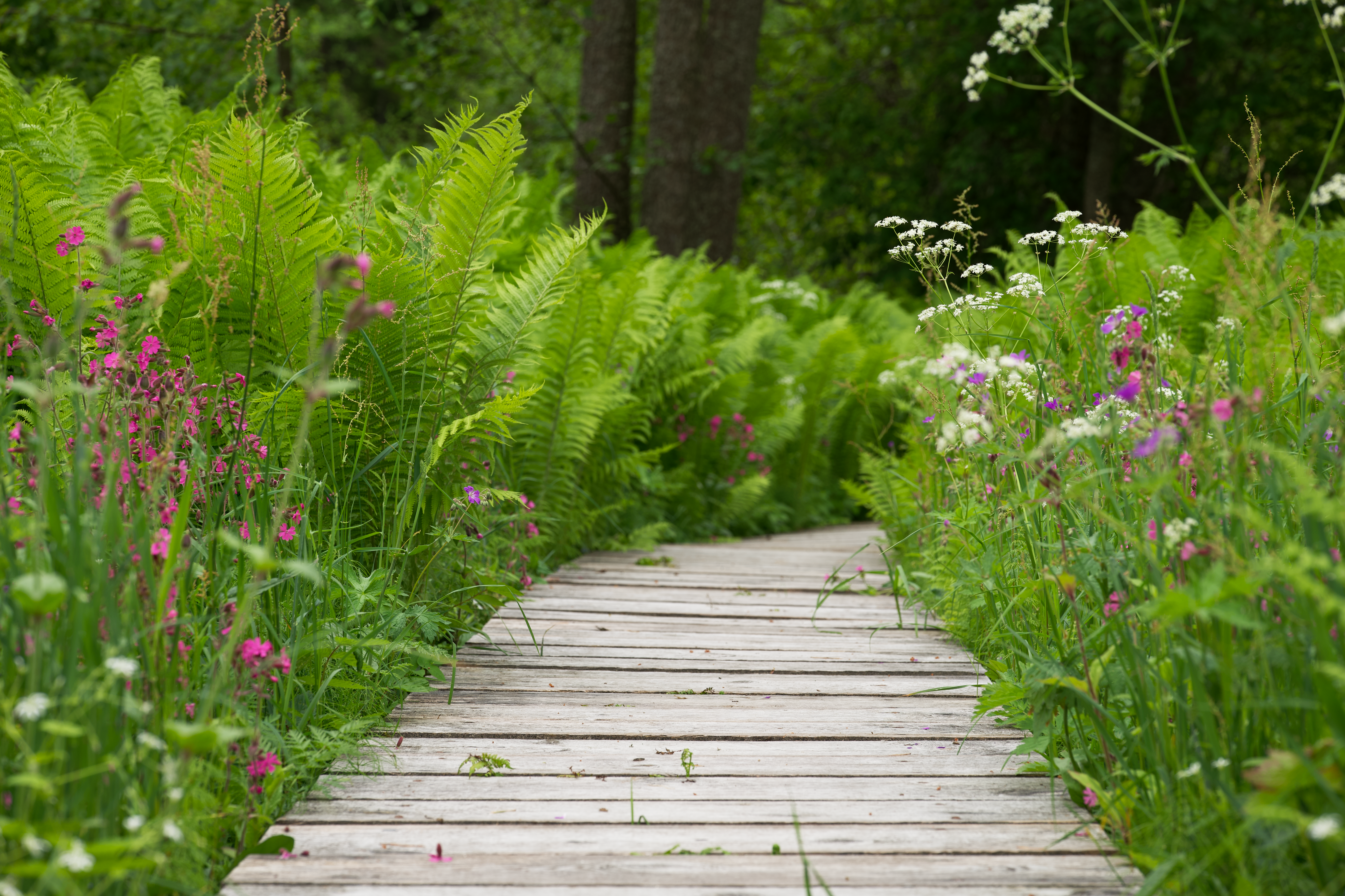 Boardwalk in Grass · Free Stock Photo