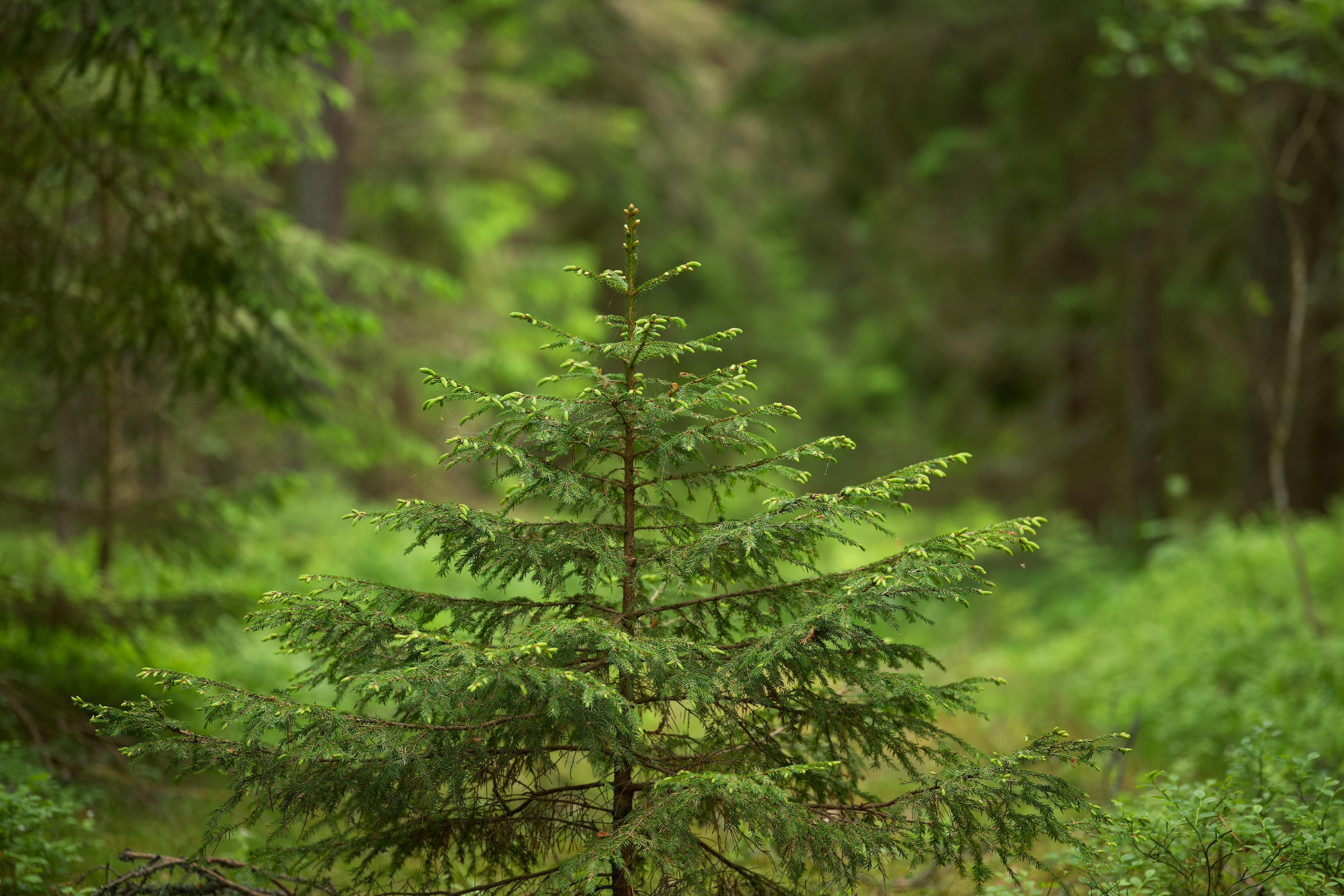 Small Coniferous Tree in a Dense, Green Forest · Free Stock Photo