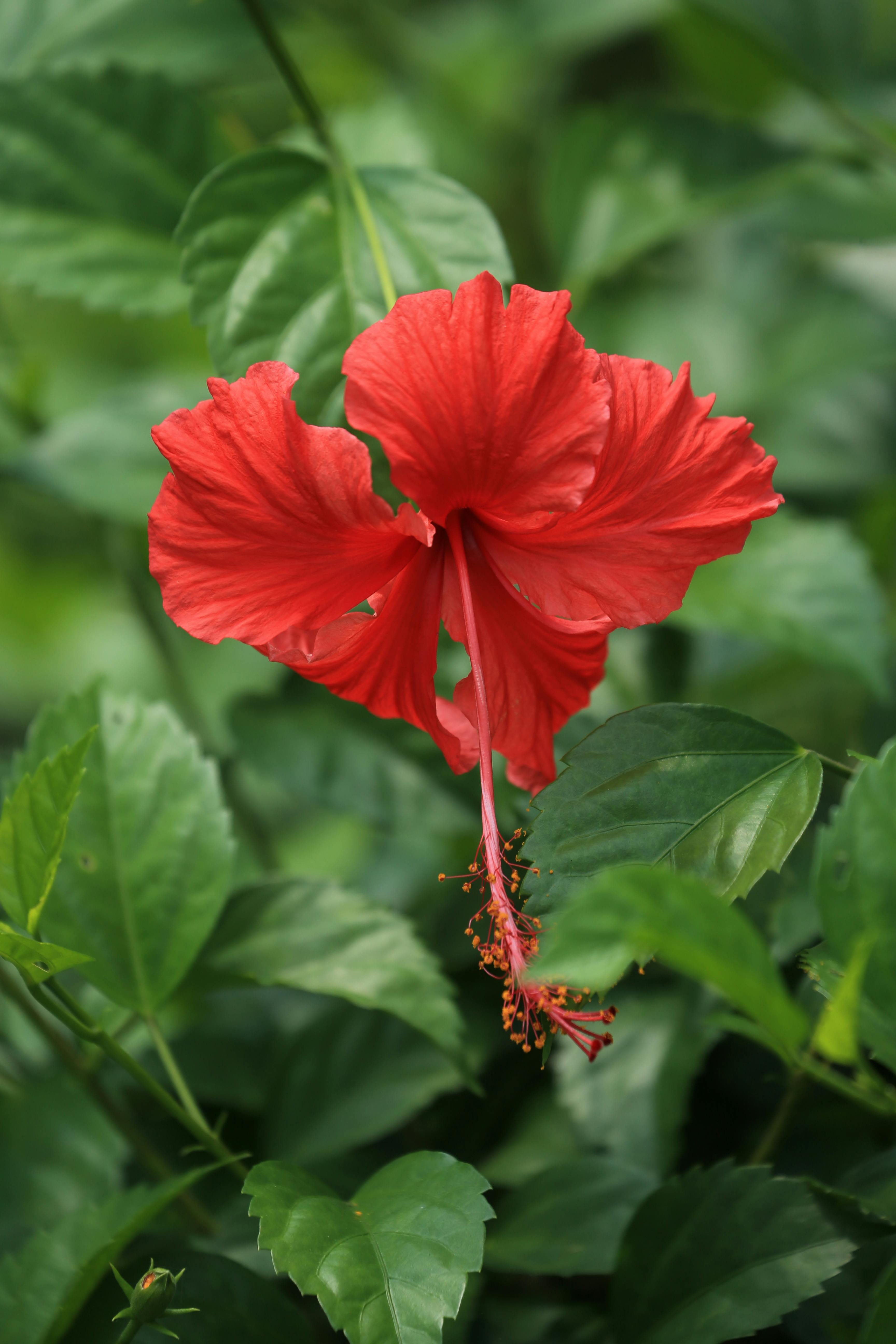Hibiscus Dry Photos, Download The BEST Free Hibiscus Dry Stock Photos ...
