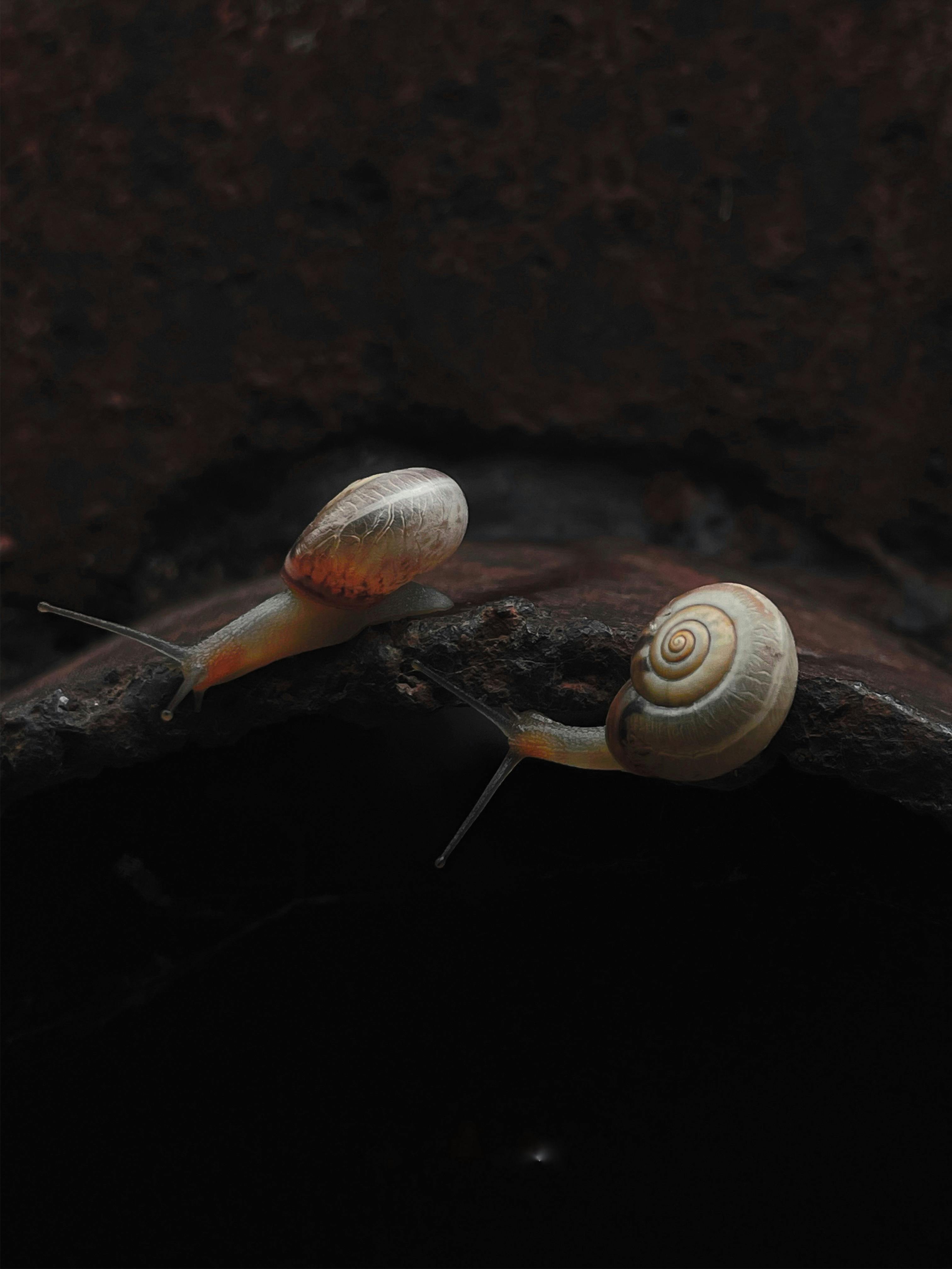 Snails with Shells on Rock · Free Stock Photo