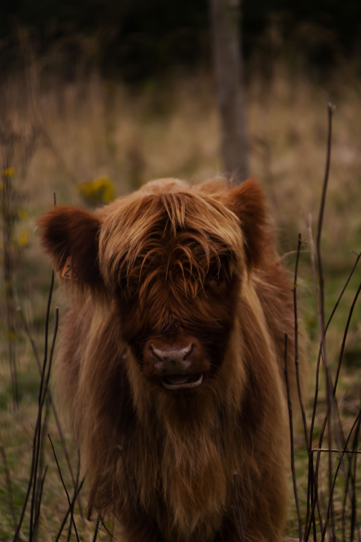 Cow Furry Photos, Download The BEST Free Cow Furry Stock Photos & HD Images