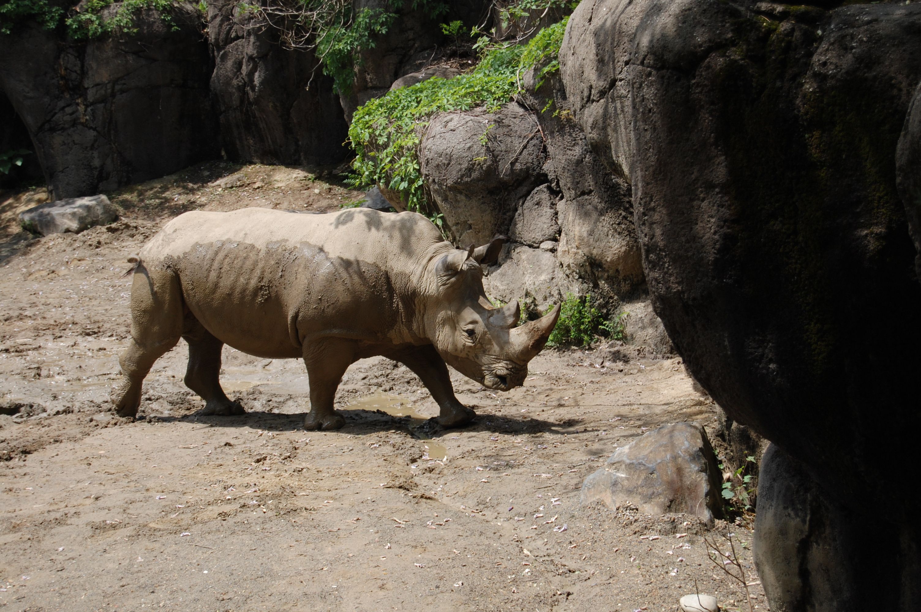 Rhinoceros in Zoo · Free Stock Photo