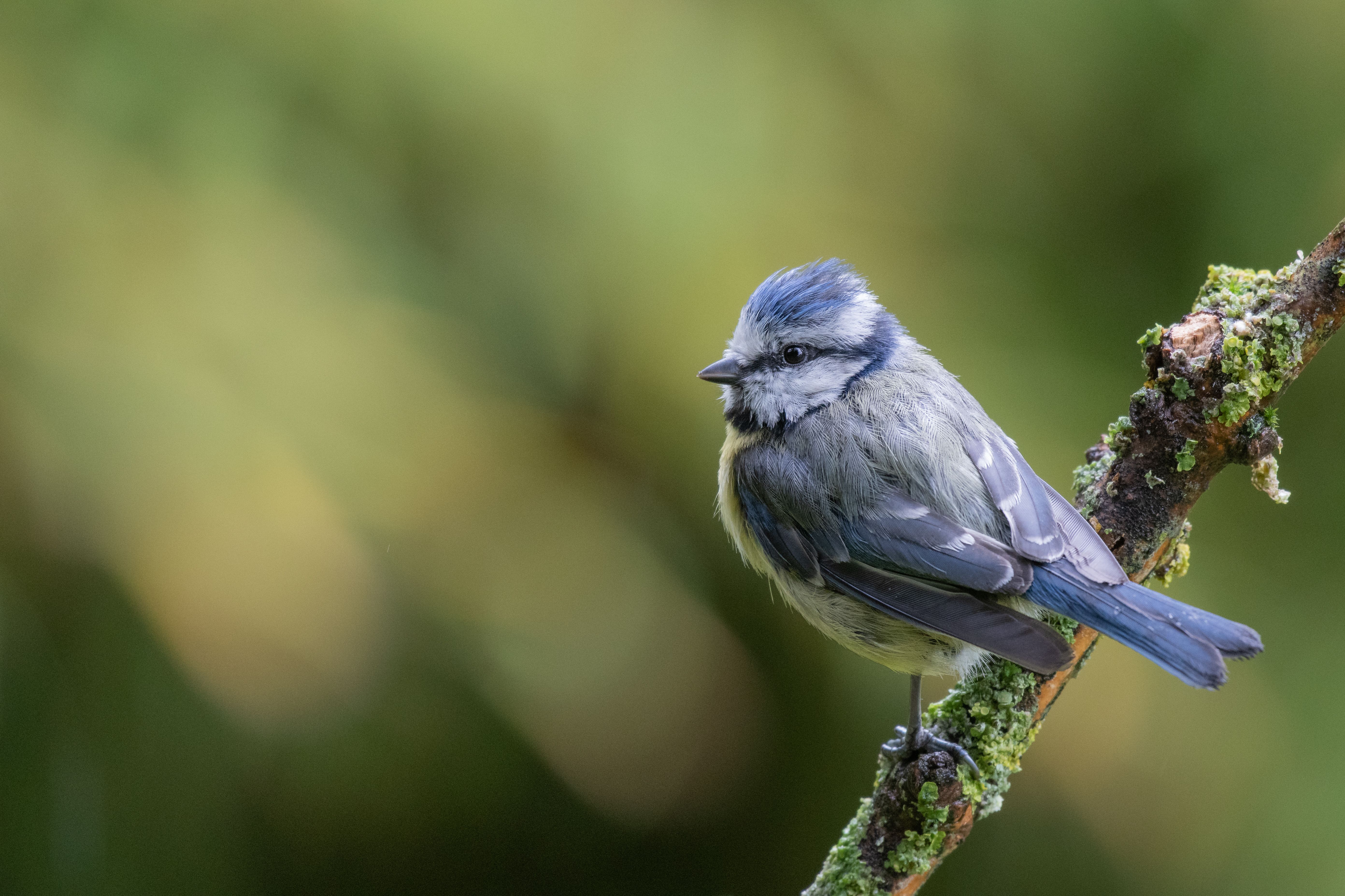 Photograph of a Eurasian Blue Tit on Green Leaves · Free Stock Photo