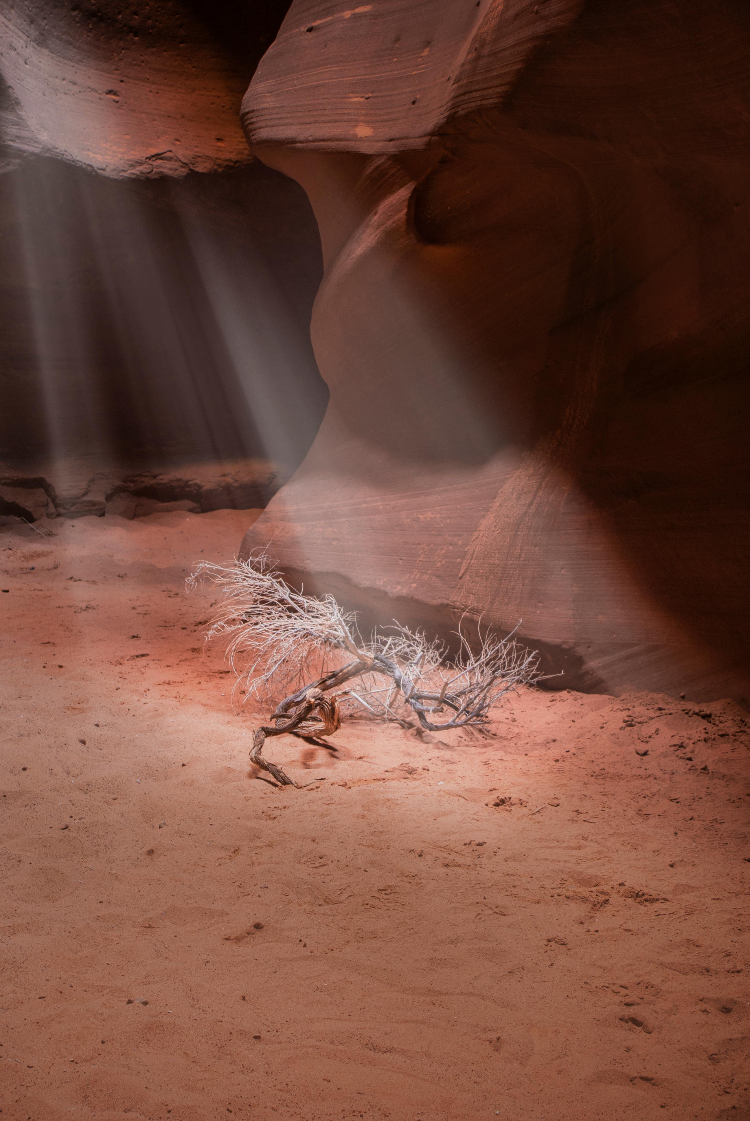 Branch in Sand Cave · Free Stock Photo