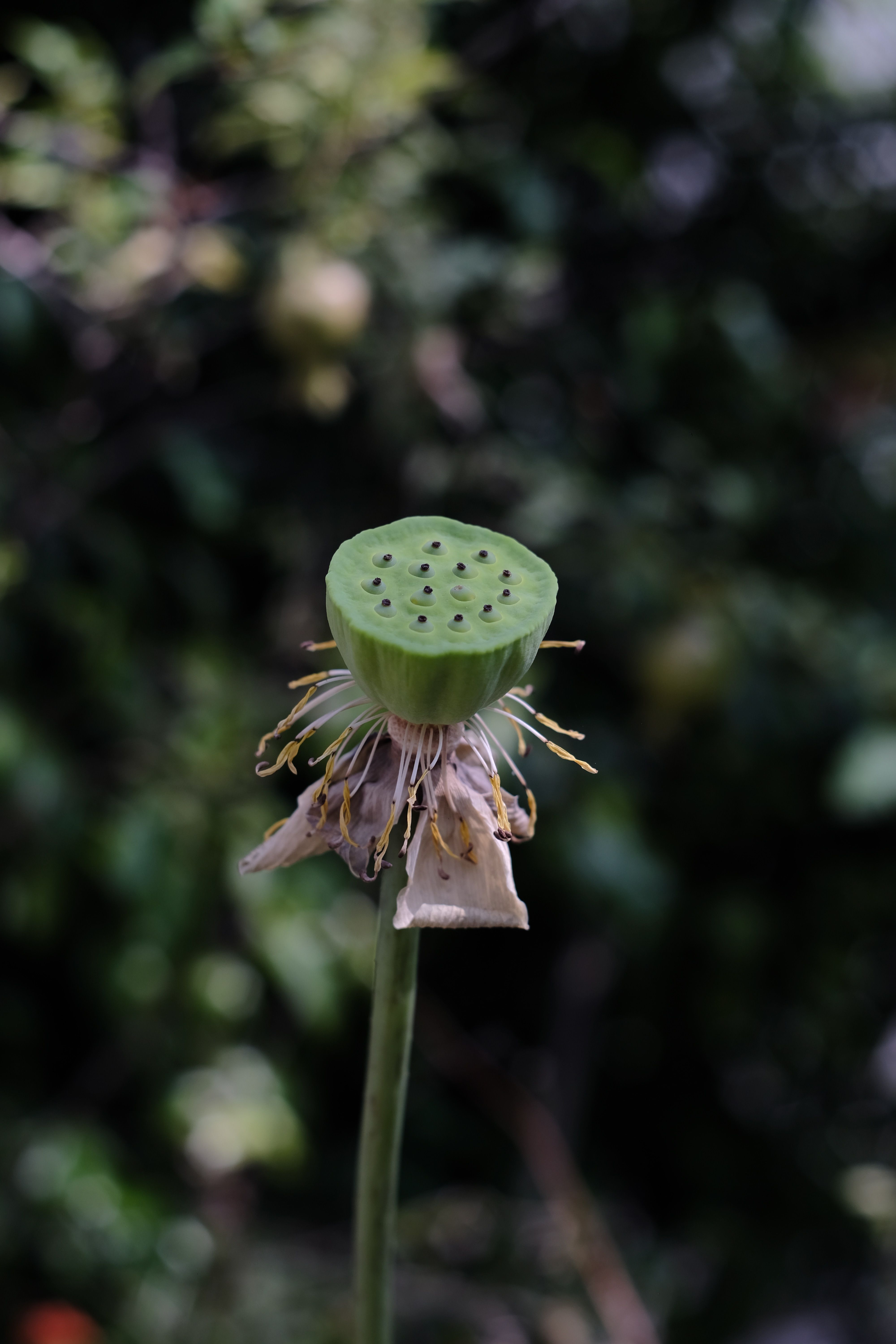 Single Overblown Lotus · Free Stock Photo