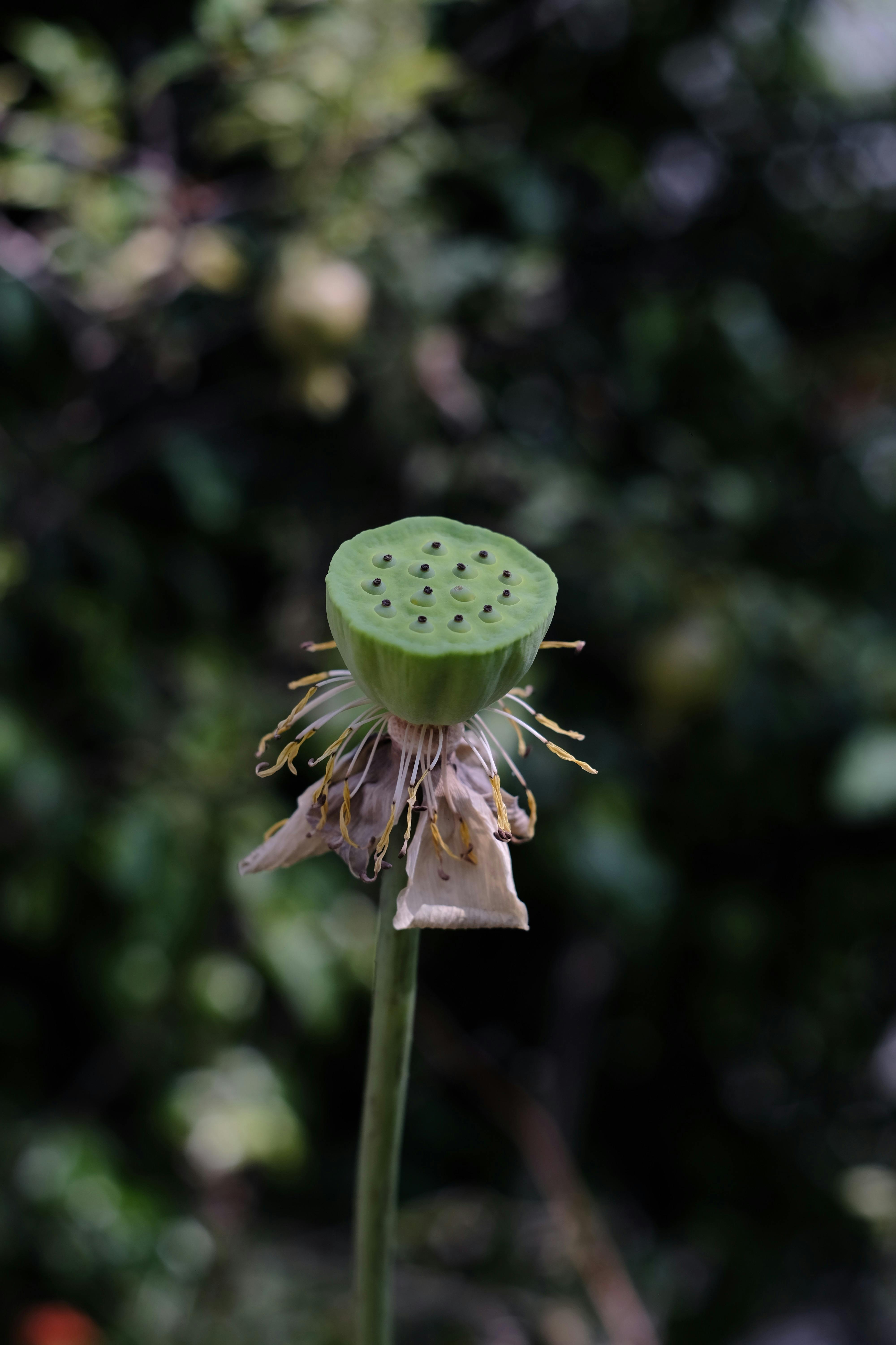 Single Budding Lotus · Free Stock Photo