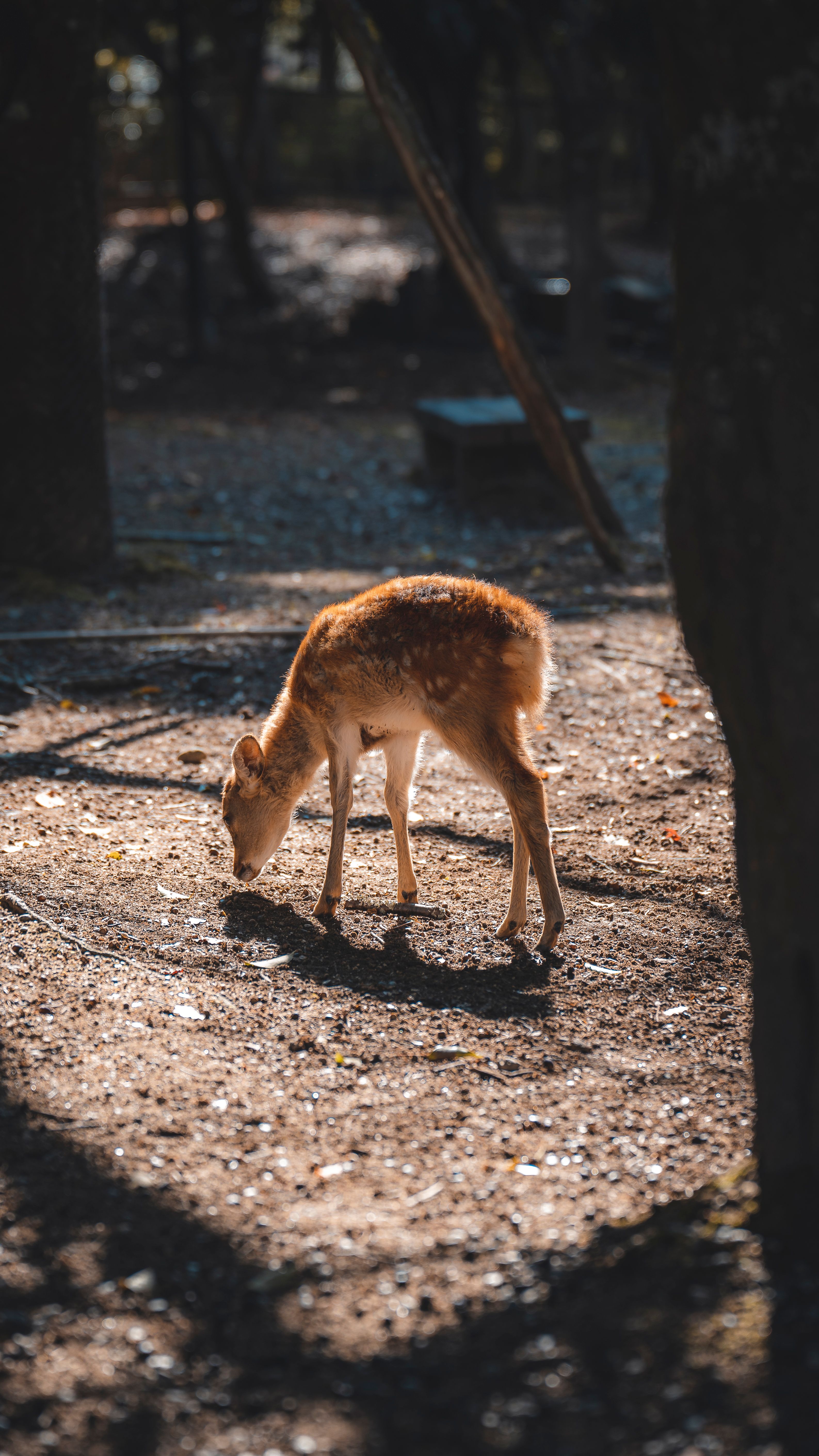 Vulnerable Young Deer · Free Stock Photo