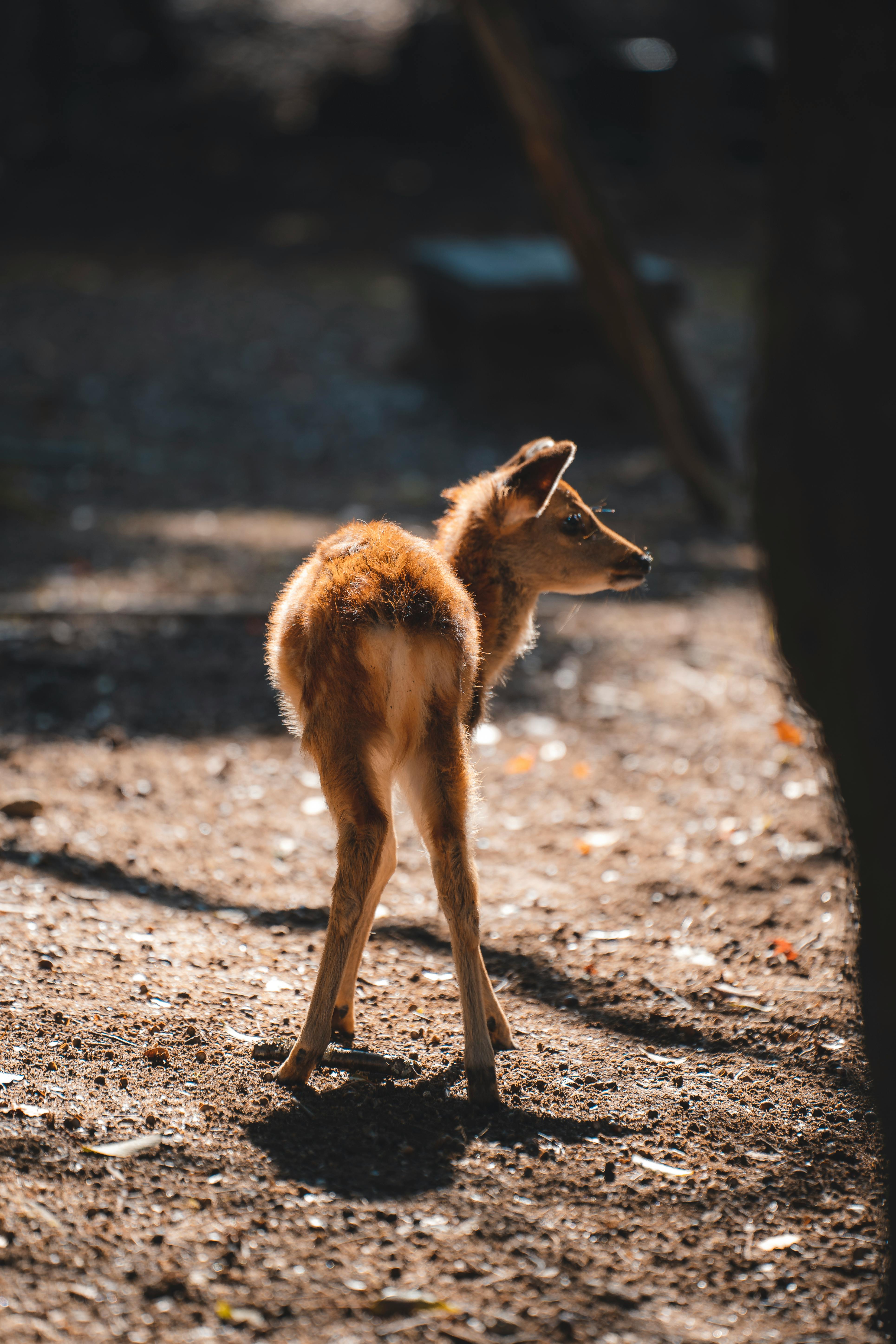 Cute Fragile Fawn · Free Stock Photo