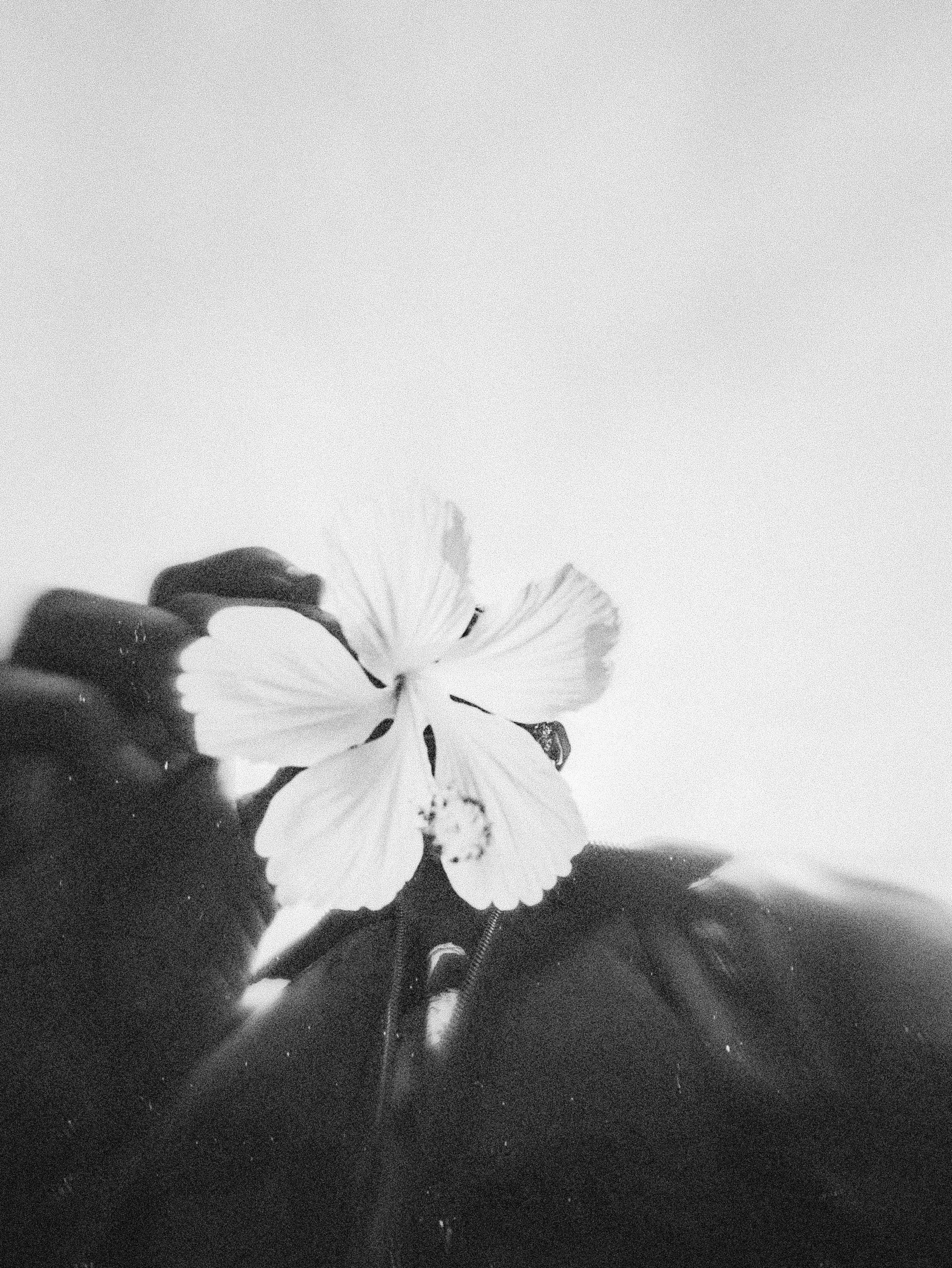 Scanned Flower Petals · Free Stock Photo