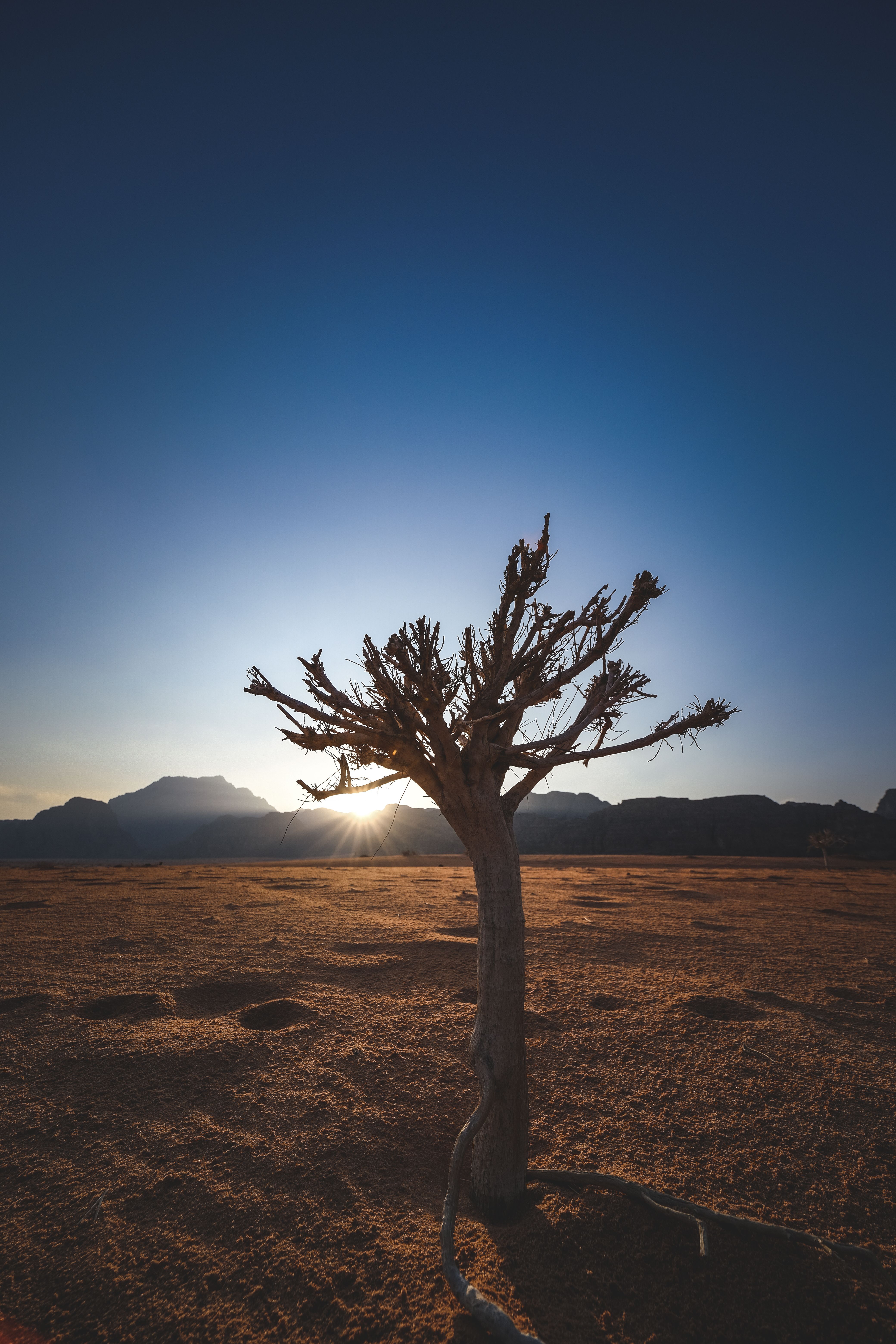 A Tree on the Wadi Rum Desert in Jordan · Free Stock Photo