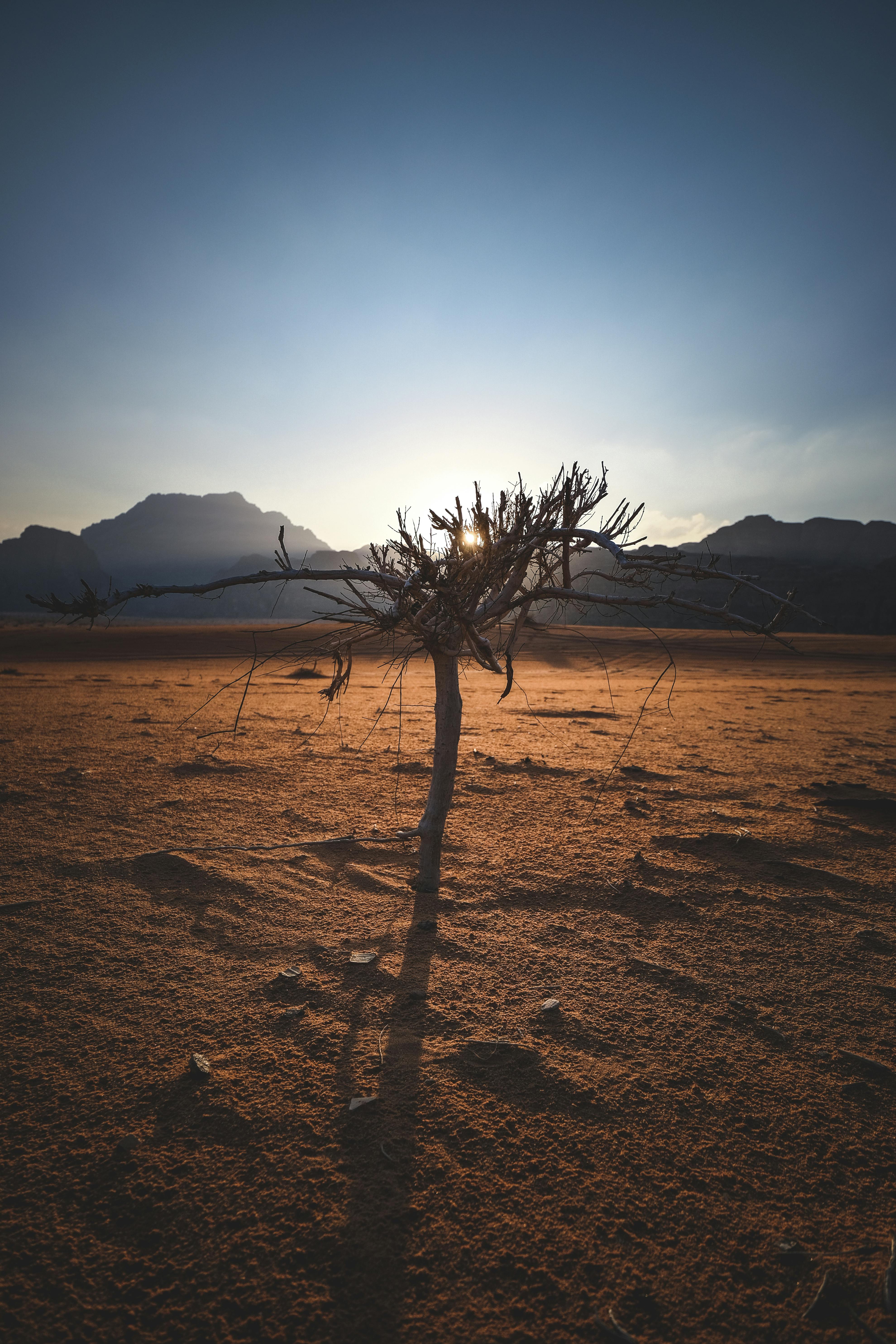 Dead Tree in the Desert · Free Stock Photo