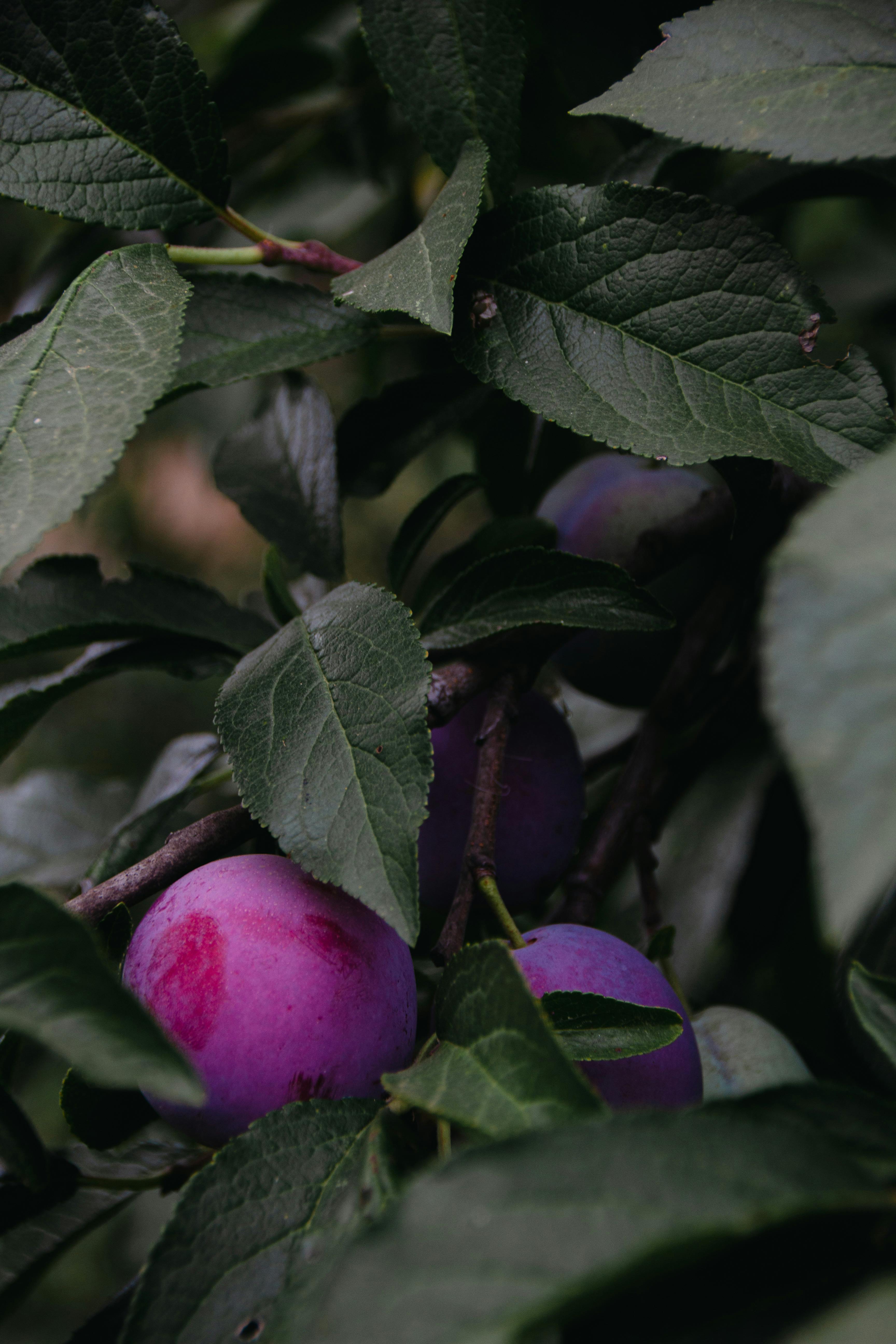 Plums on Tree Branches · Free Stock Photo