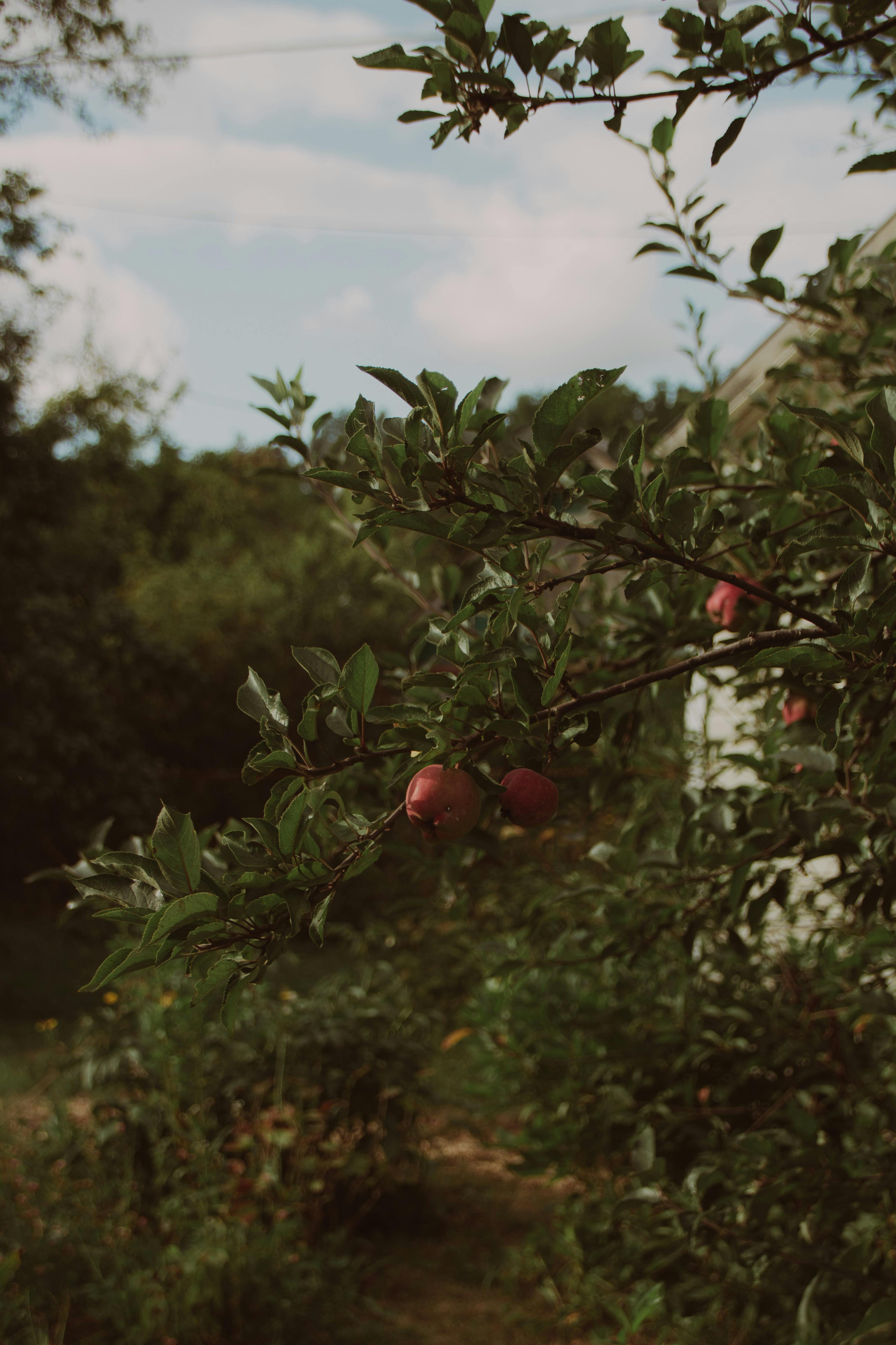 Photo of an Apple Tree Branch · Free Stock Photo