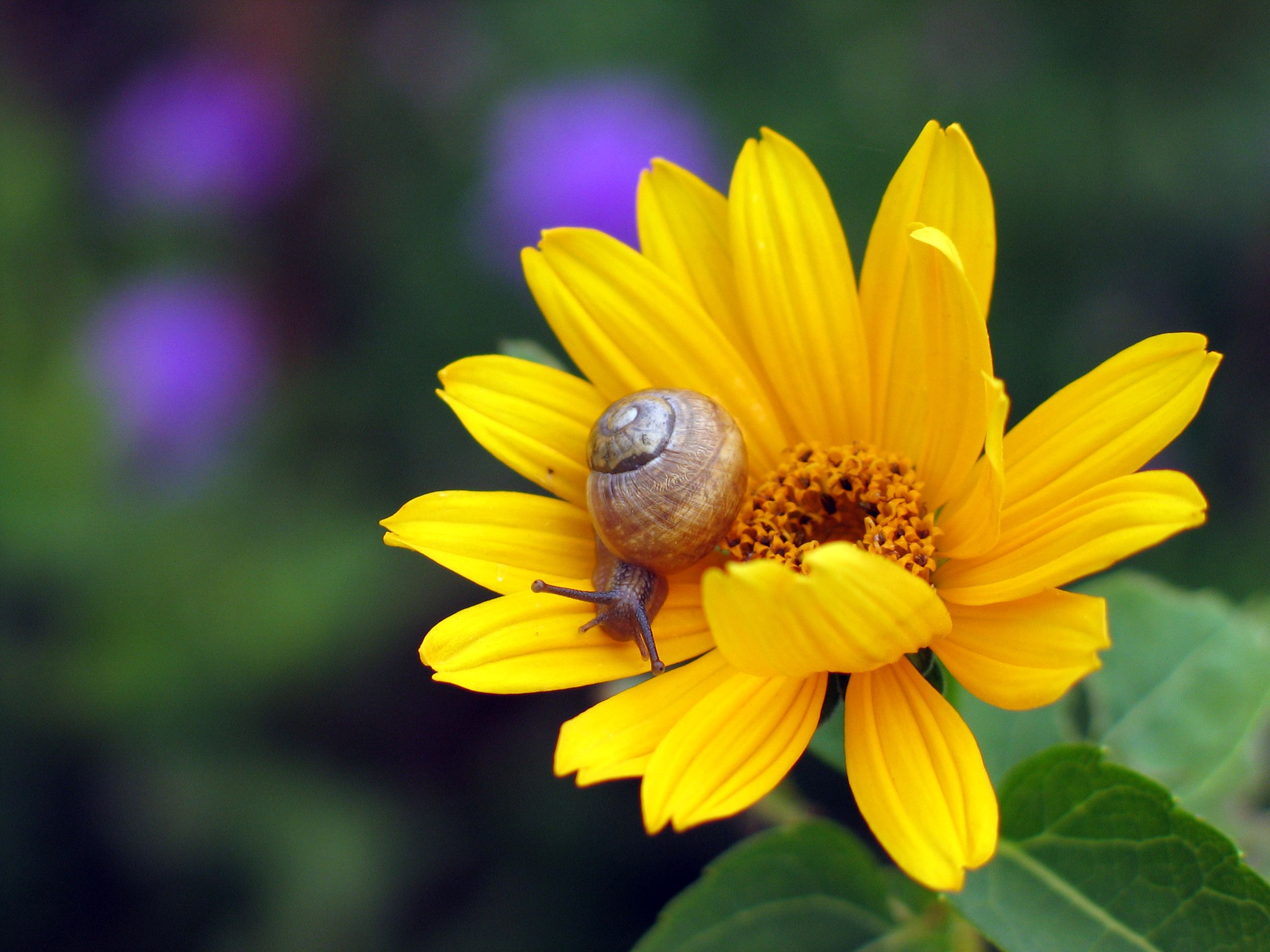 A snail on a sunflower with purple flowers · Free Stock Photo
