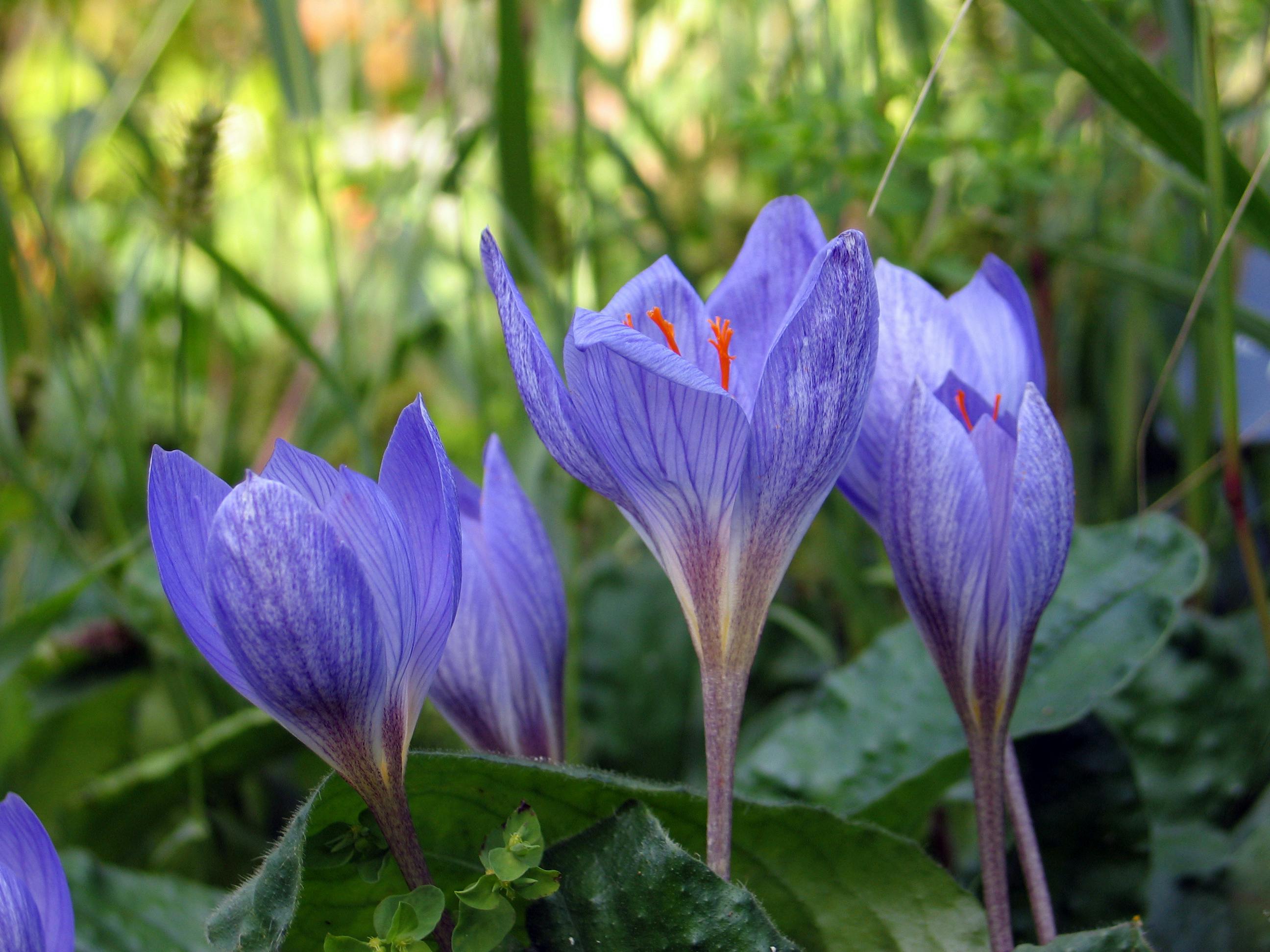 Red Flower Blue Sky Photos, Download The BEST Free Red Flower Blue Sky ...