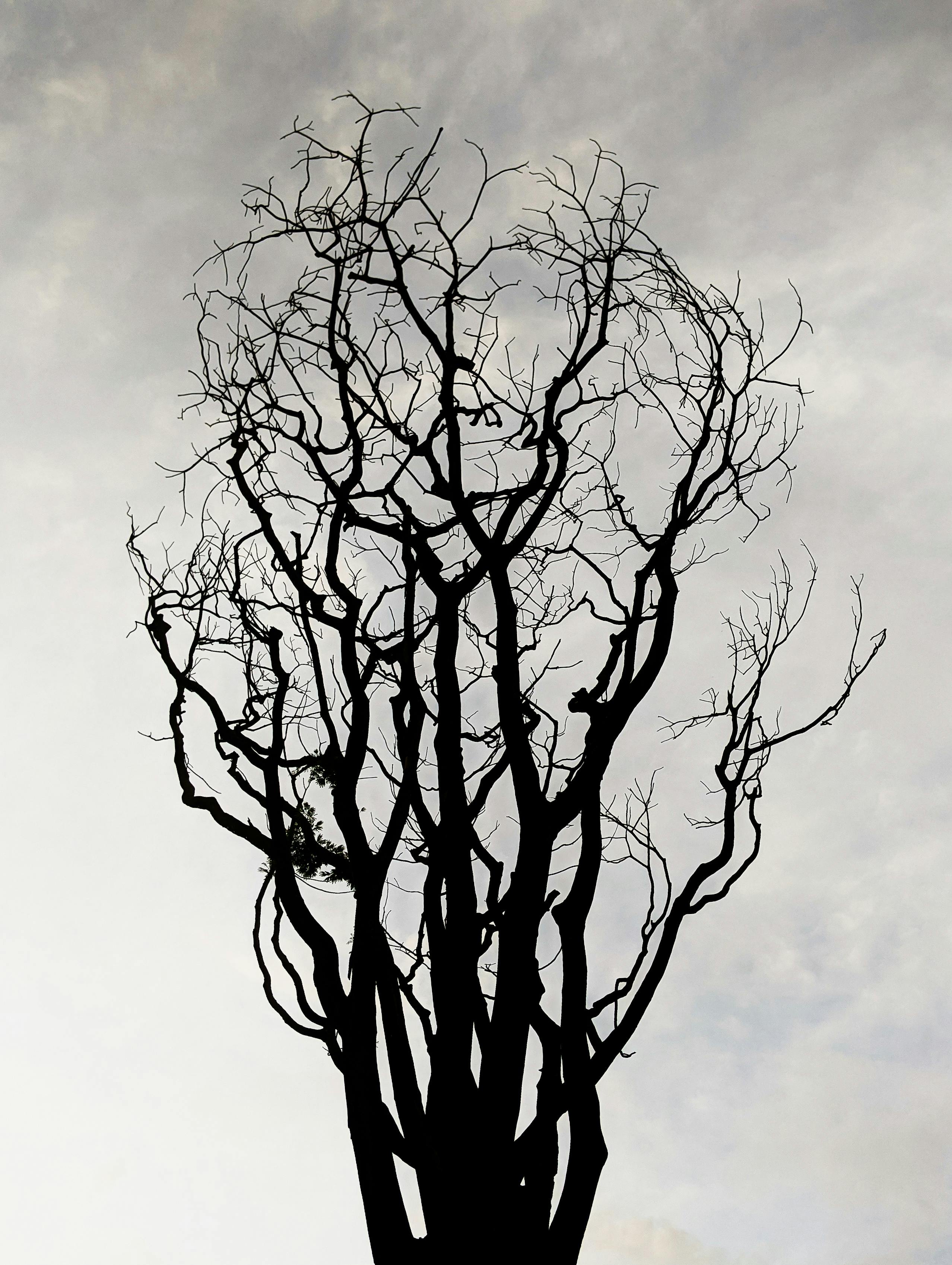 Tangled Branches of Barren Trees · Free Stock Photo
