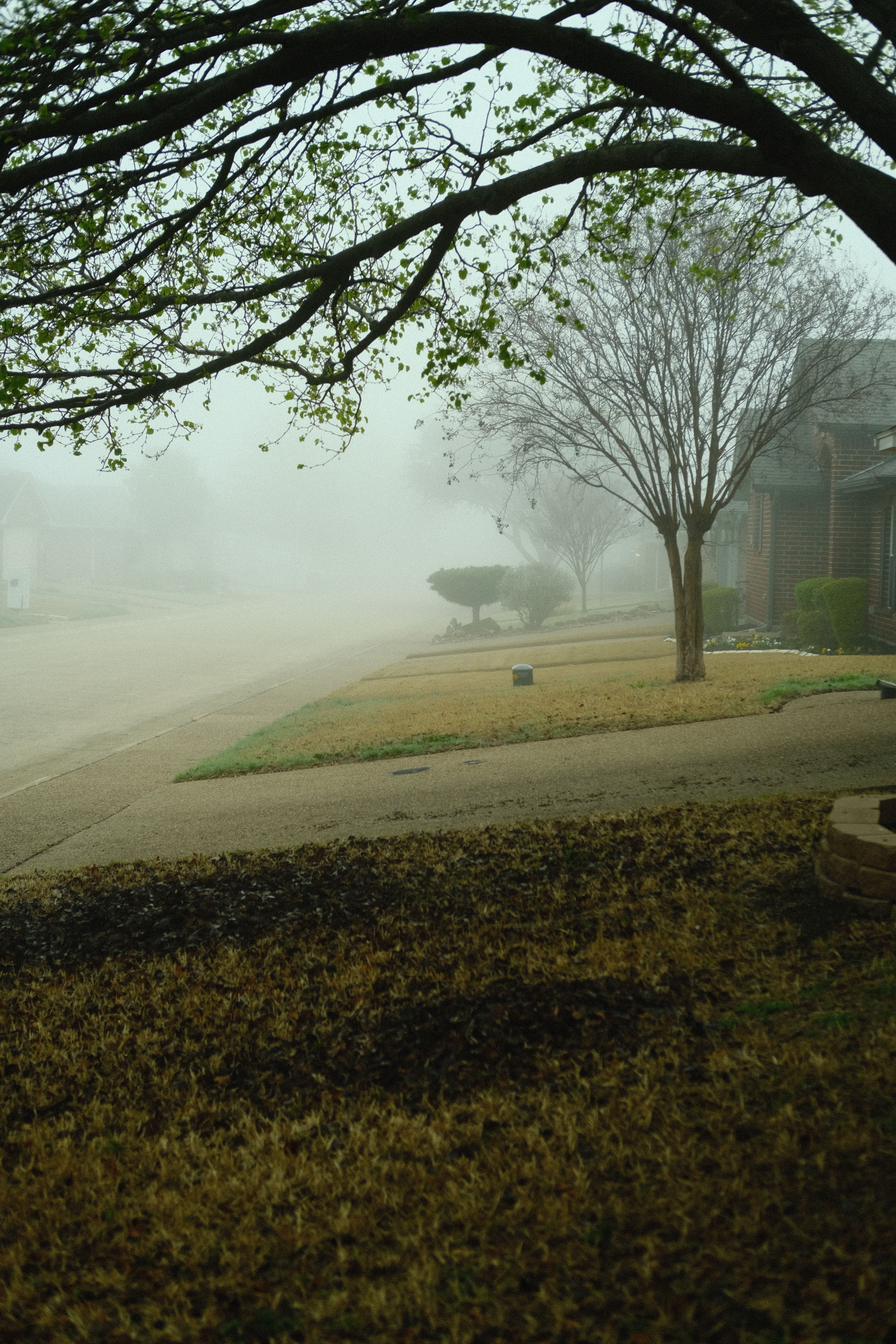 Fog over Trees near Street in Town · Free Stock Photo
