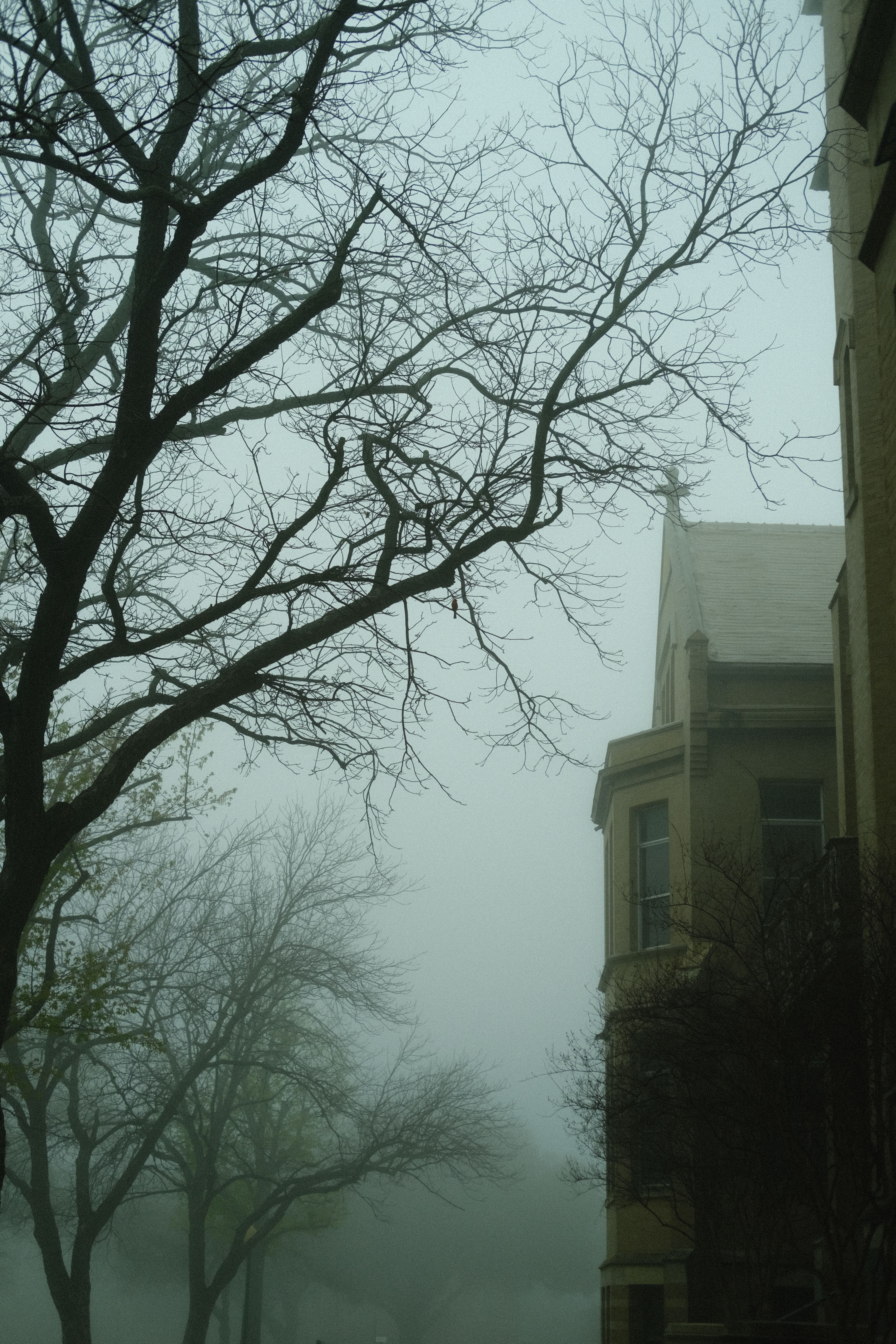 Old Residential Building and Leafless Trees in Fog · Free Stock Photo