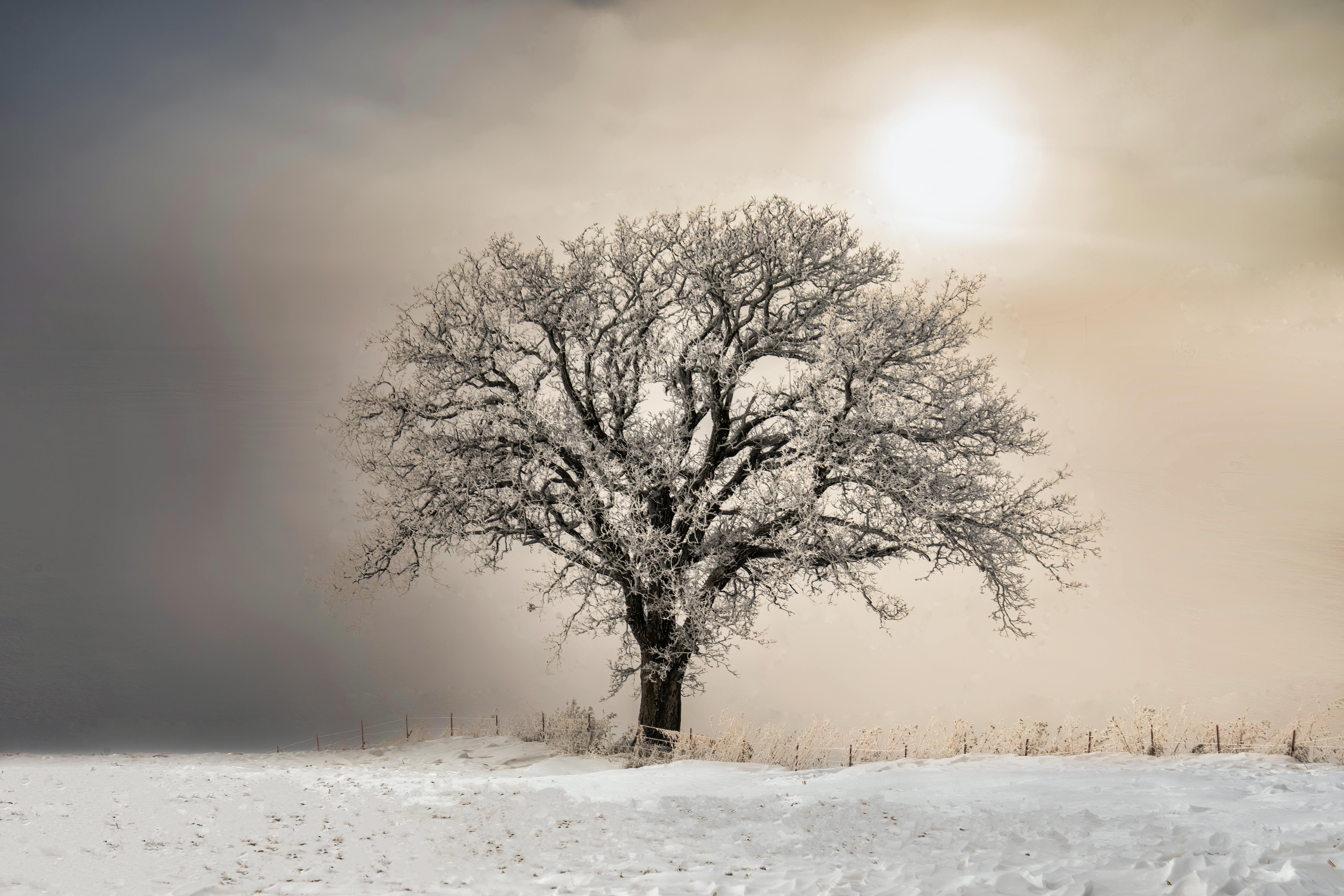 Big Bare Tree on Field in Winter · Free Stock Photo