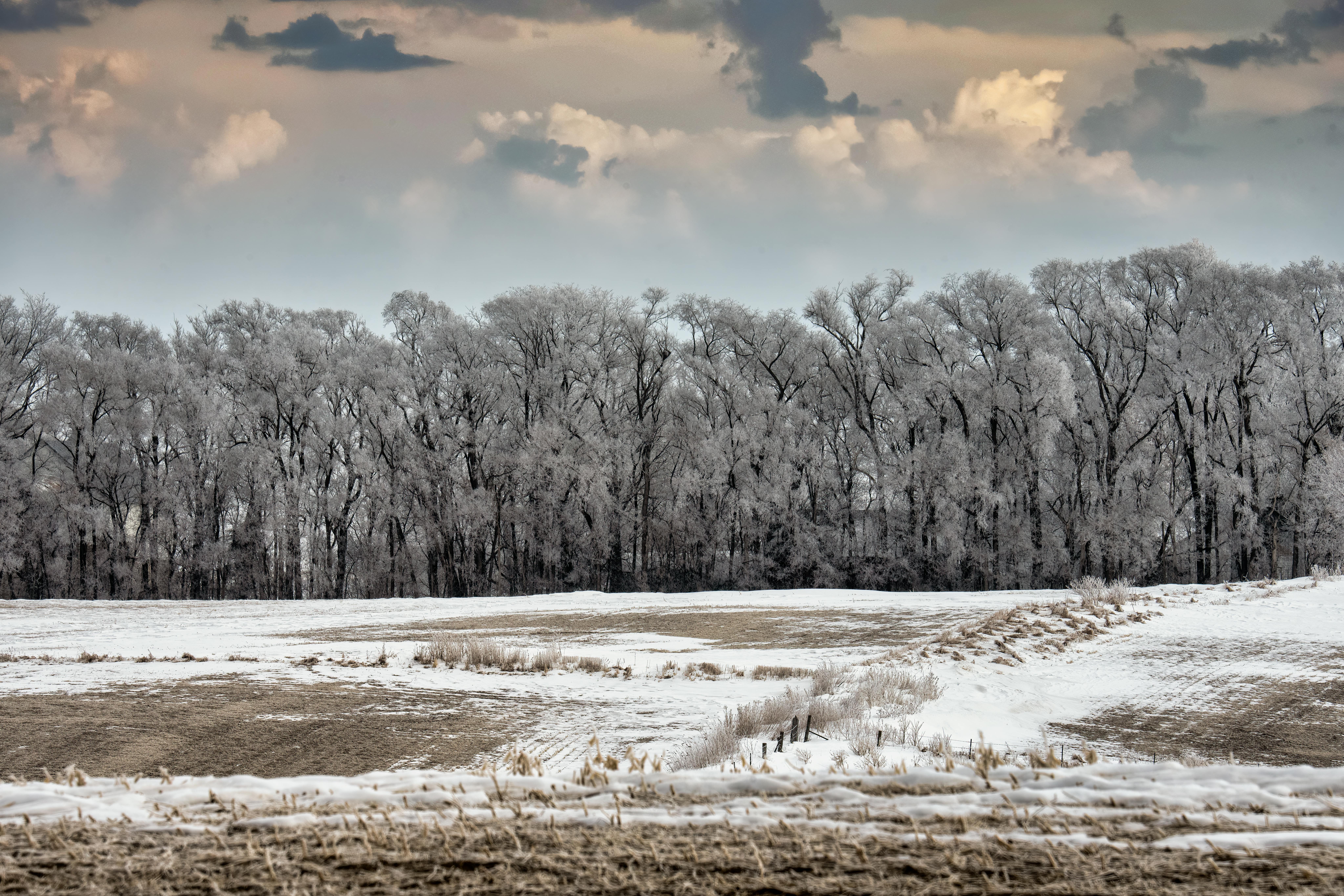 Winter Landscape with Snow on Fields, and Frosted Trees · Free Stock Photo