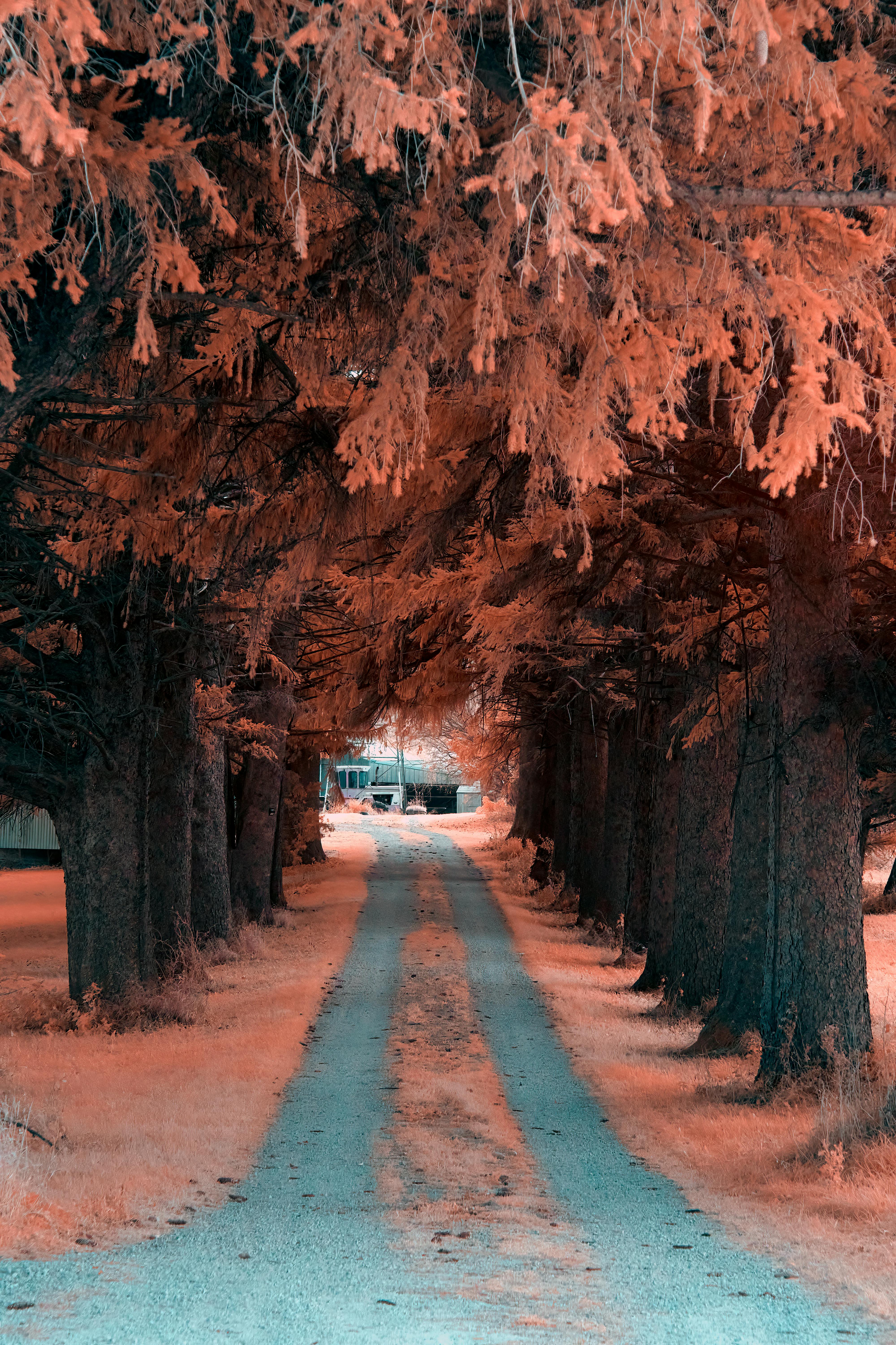 Red Conifer Trees and Blue Path in a Park · Free Stock Photo