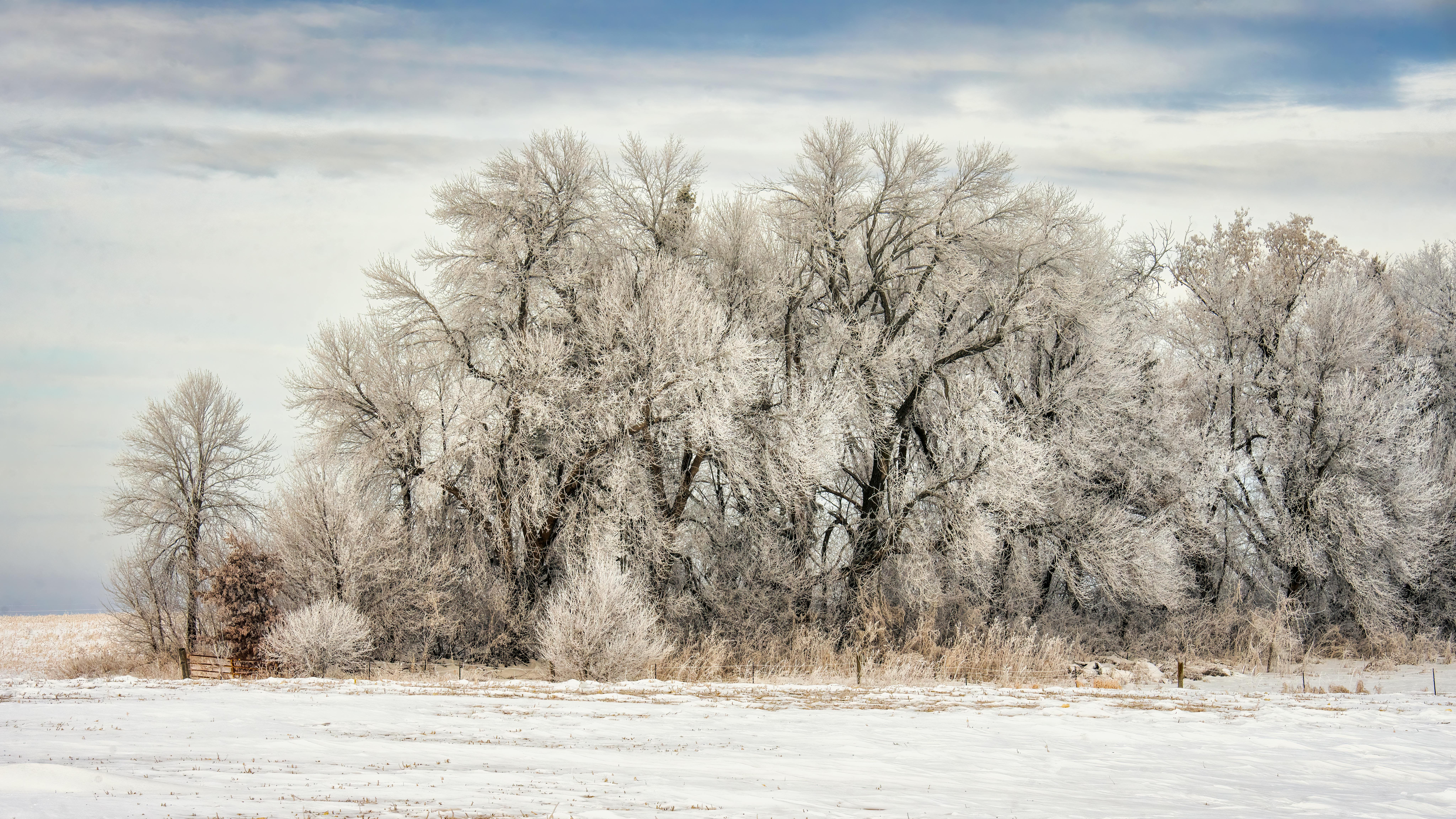 Winter Landscape with Frosted Trees · Free Stock Photo
