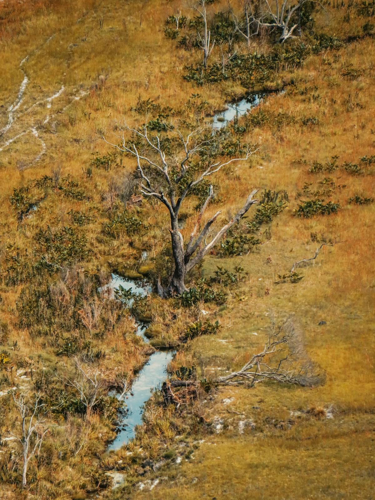 Swamp Texture Photos, Download The BEST Free Swamp Texture Stock Photos ...