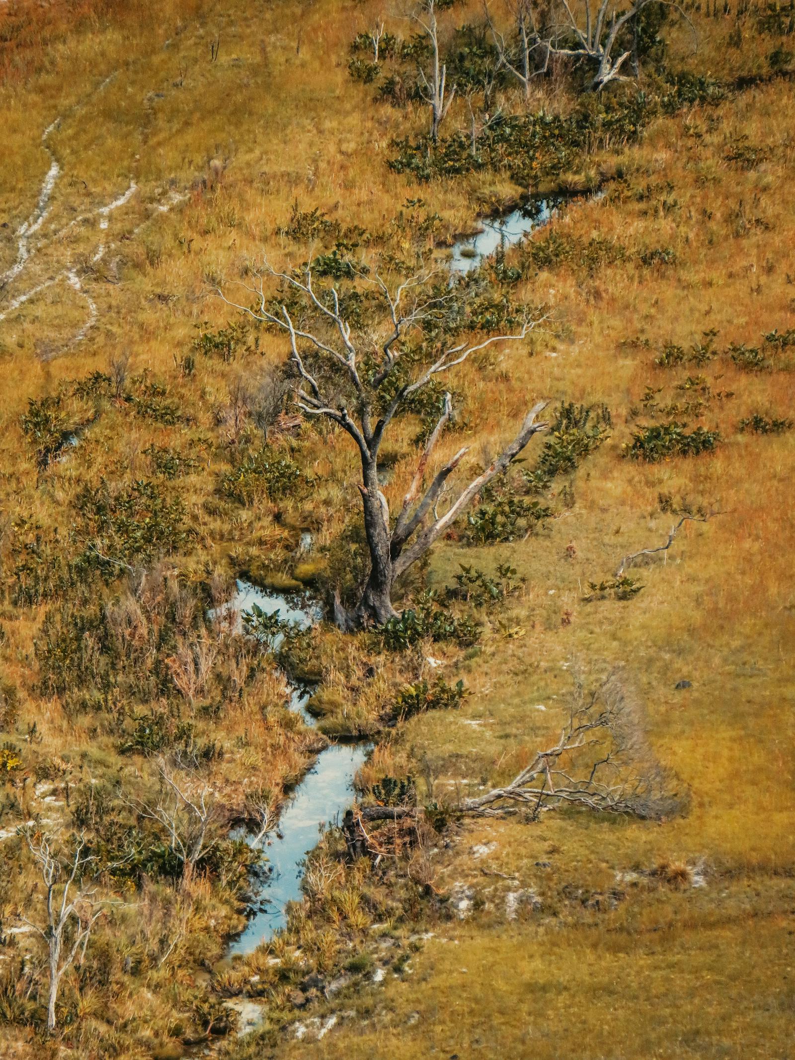 Swamp Texture Photos, Download The BEST Free Swamp Texture Stock Photos ...