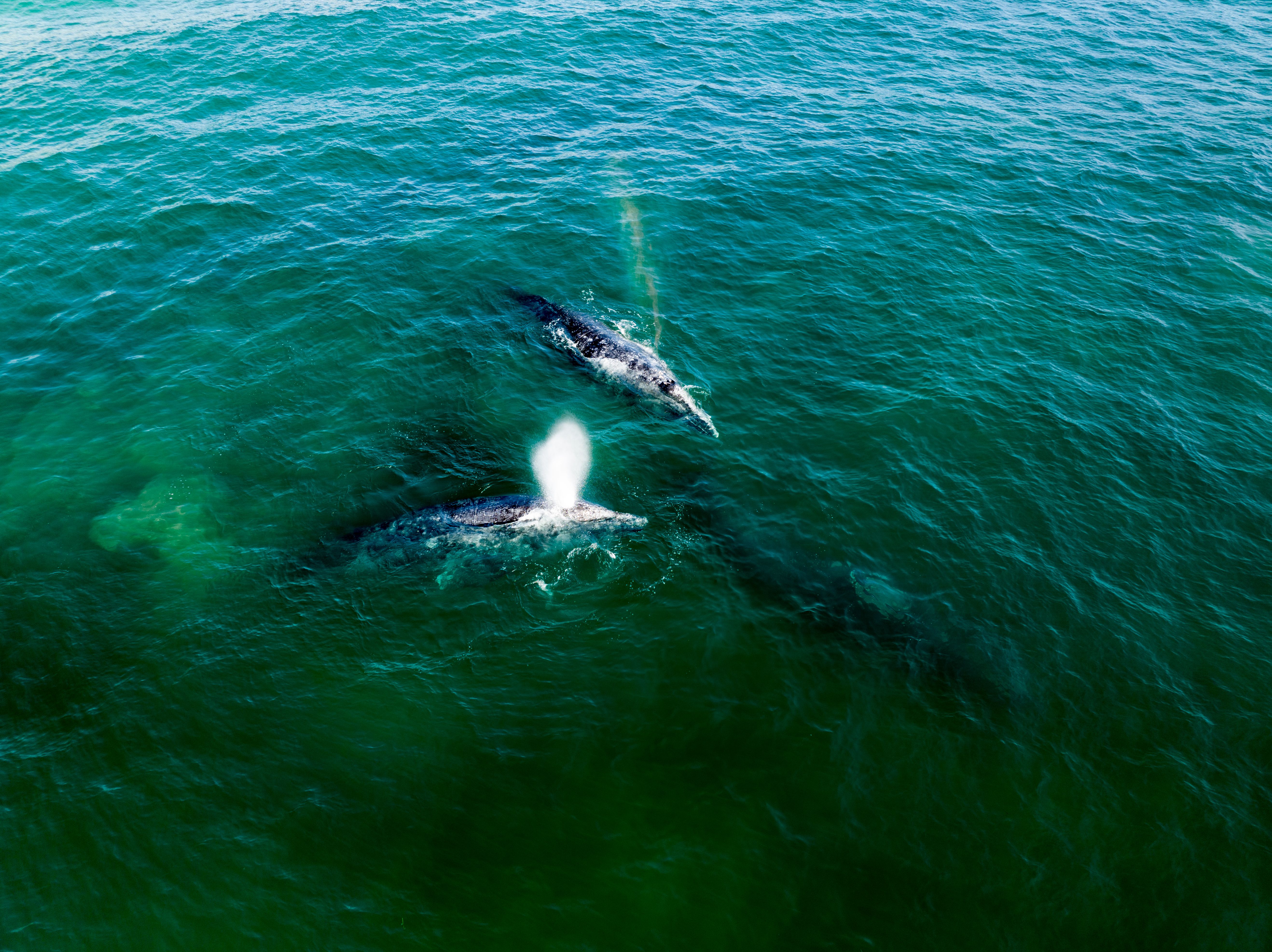 Two humpback whales swimming in the ocean · Free Stock Photo