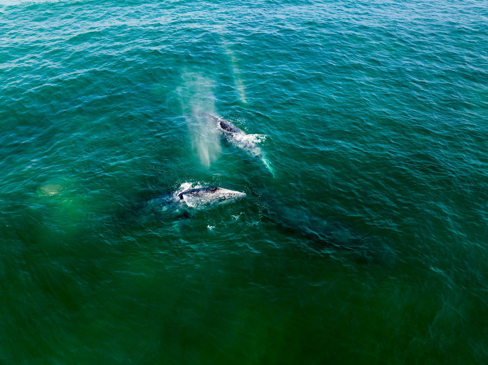 Vaquita Whales Photos, Download The BEST Free Vaquita Whales Stock ...