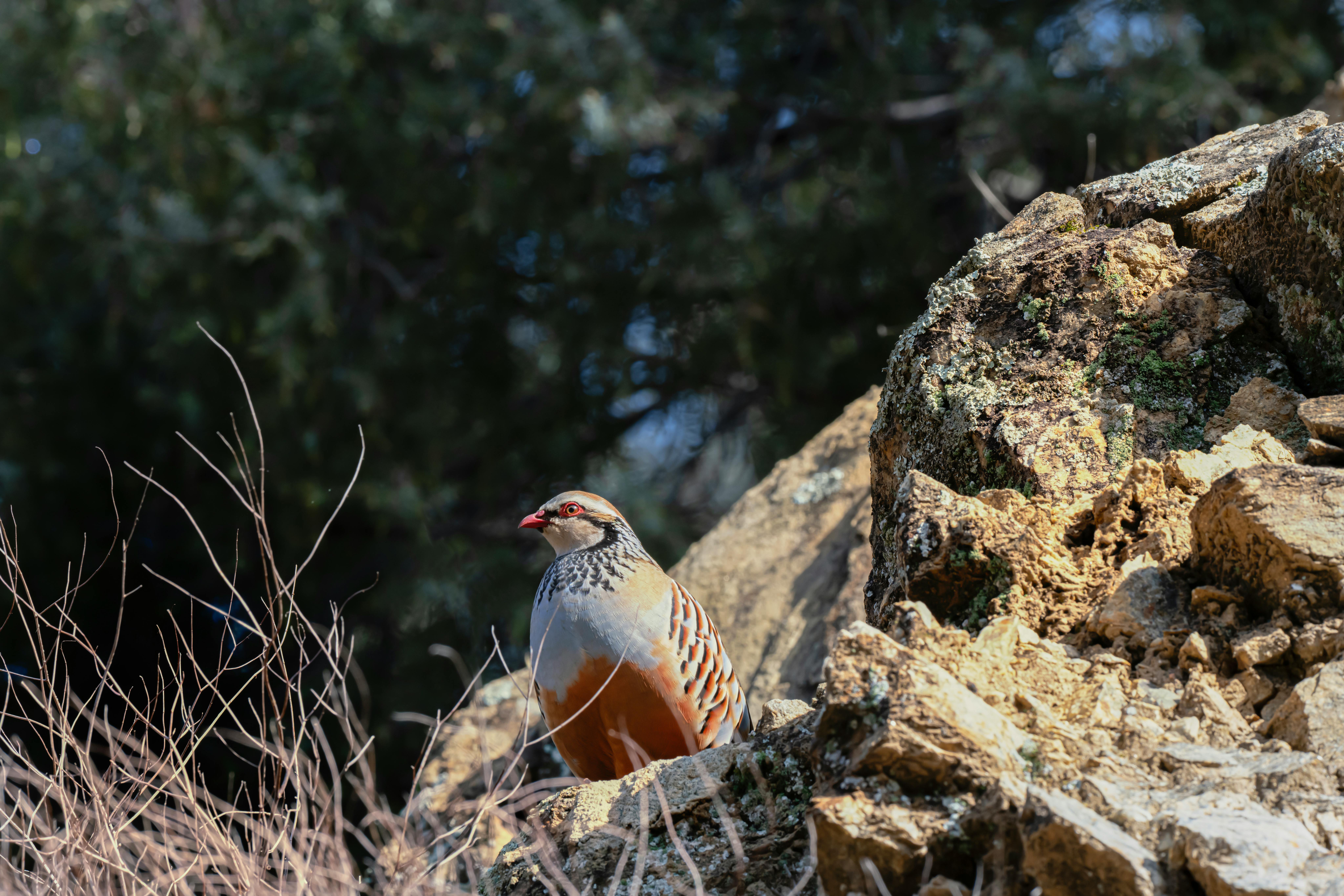 European Partridge Photos, Download The BEST Free European Partridge ...