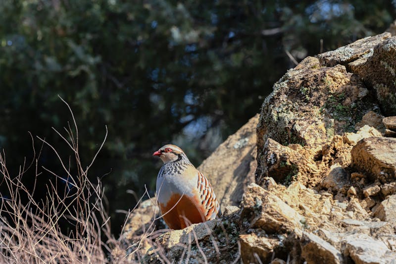 Partridge Photos, Download The BEST Free Partridge Stock Photos & HD Images