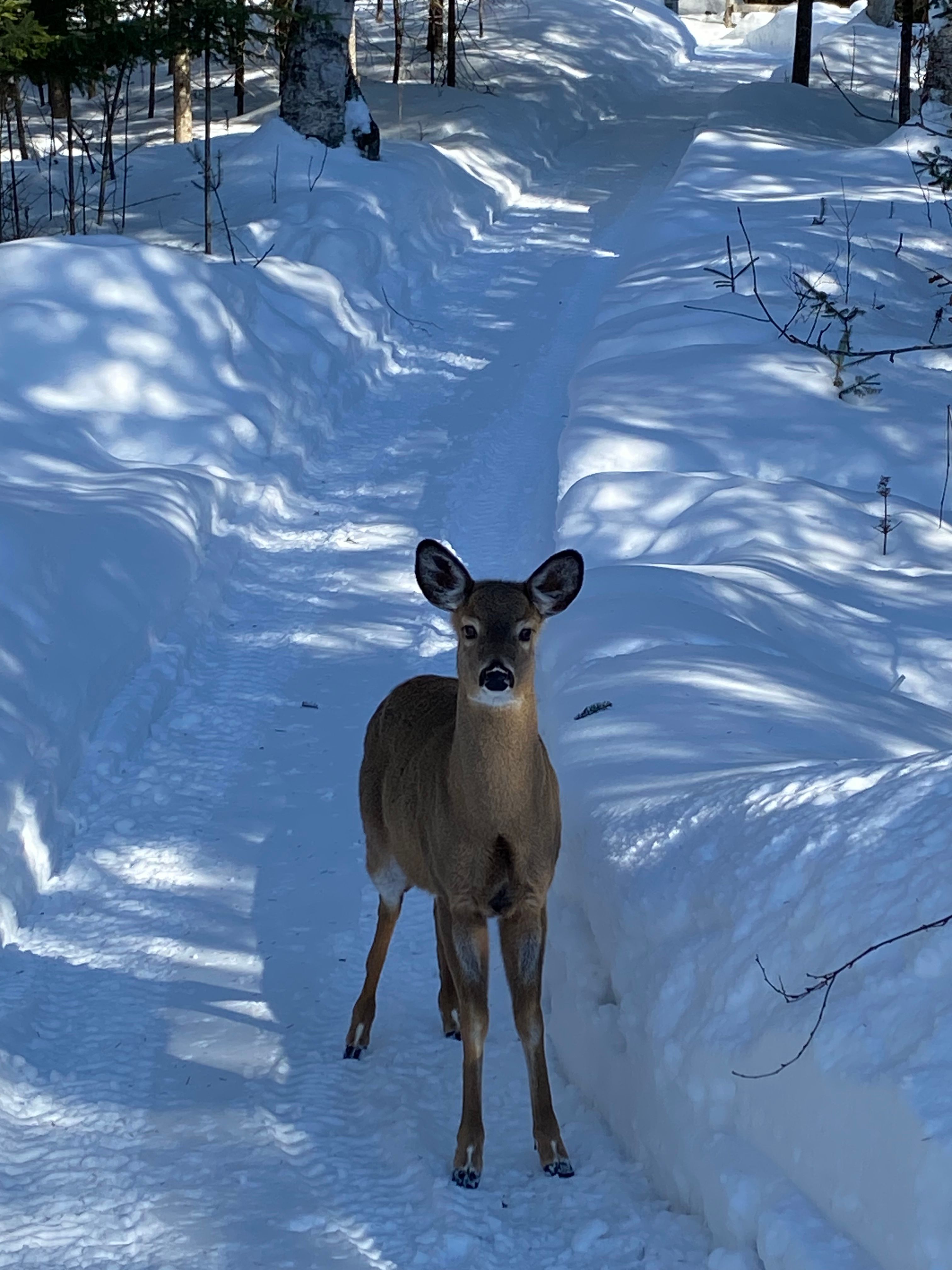 Animals on Snow · Free Stock Photo