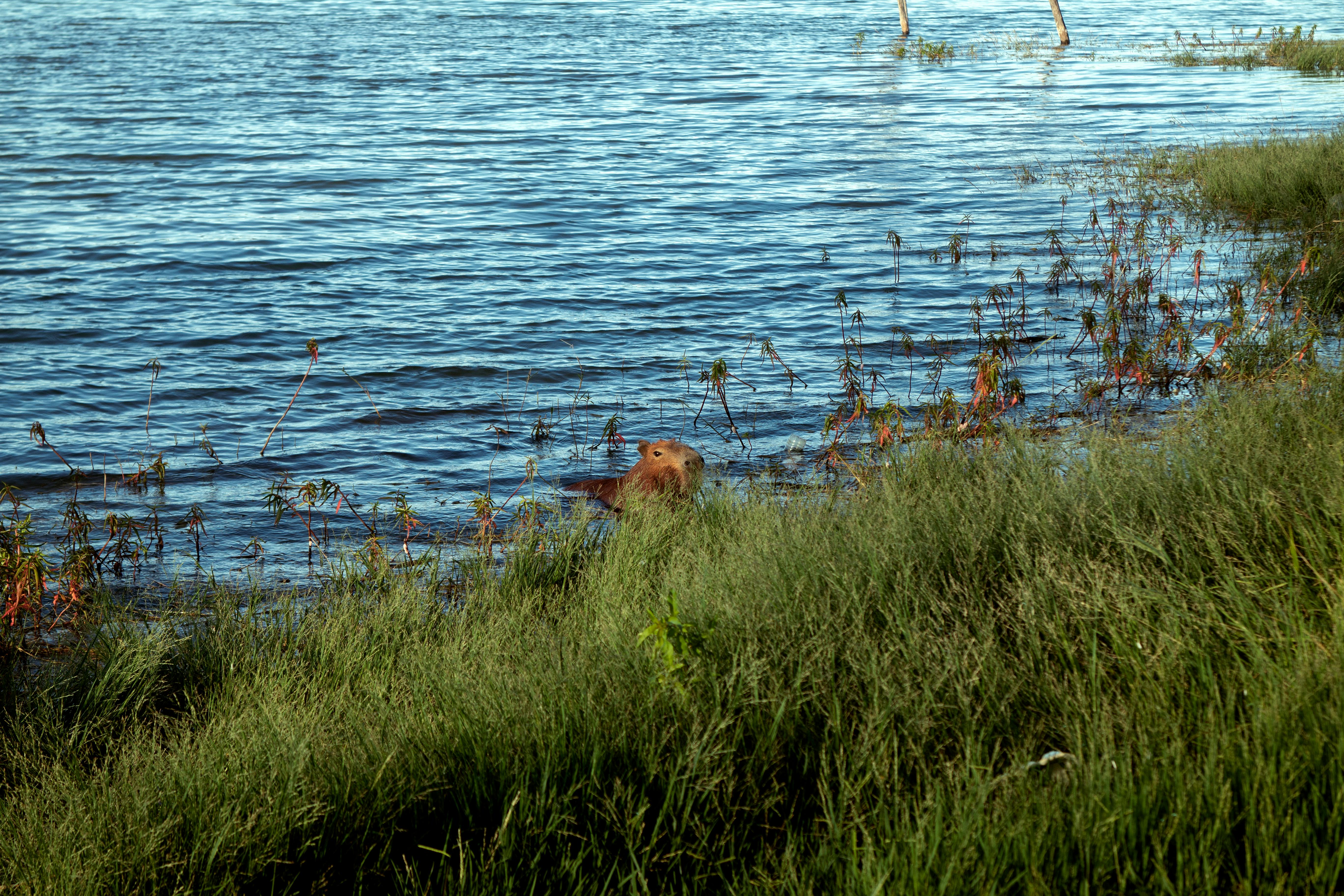 Foto profissional gratuita de animal, beira do lago, capivara, capybara ...
