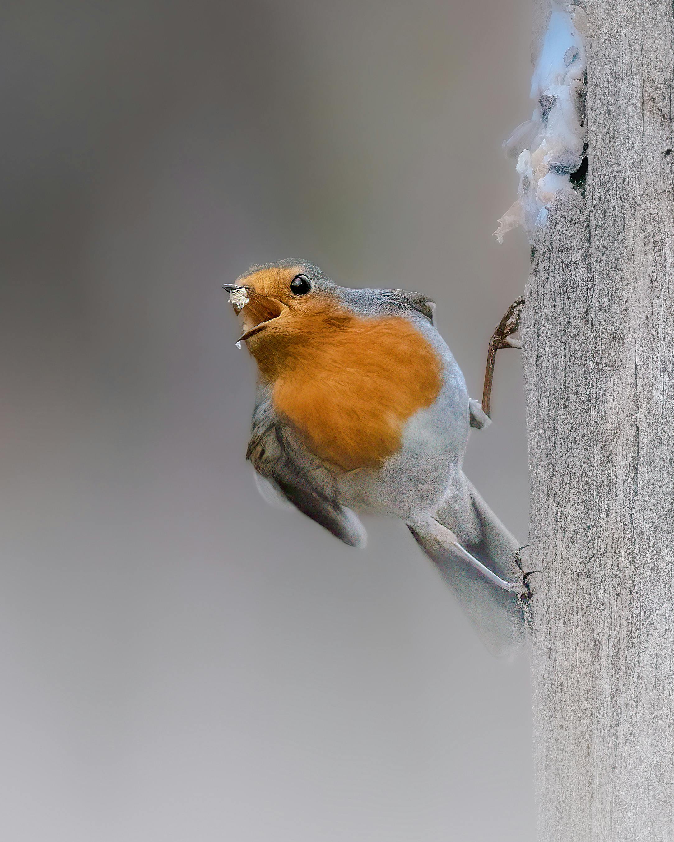 Robin Perching Outdoors · Free Stock Photo