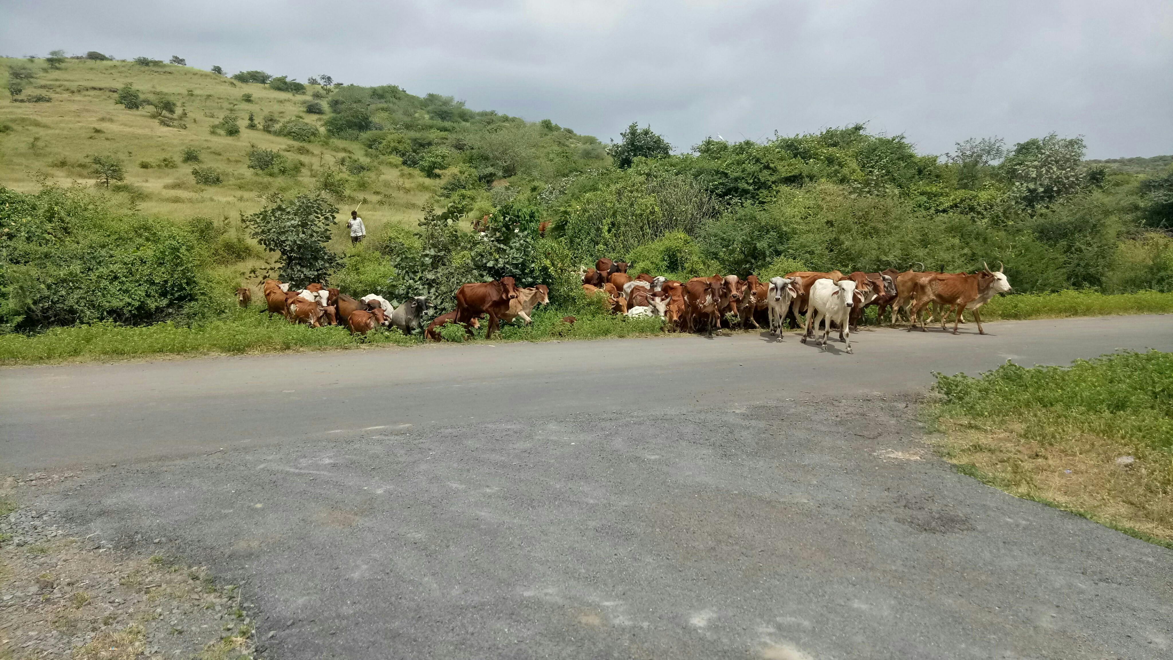 Free stock photo of cow, gir forest, jungle