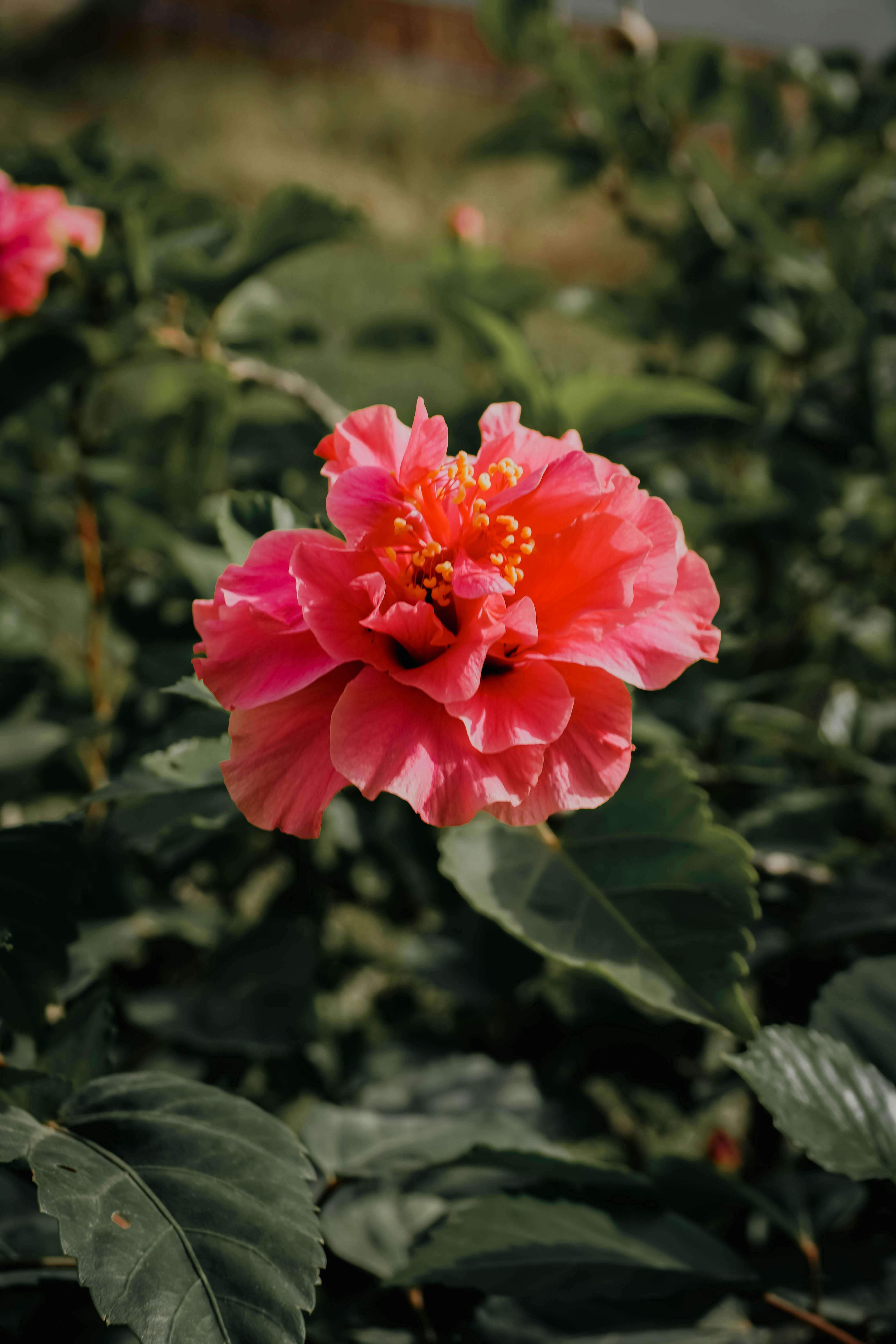 Close up of Flowers · Free Stock Photo