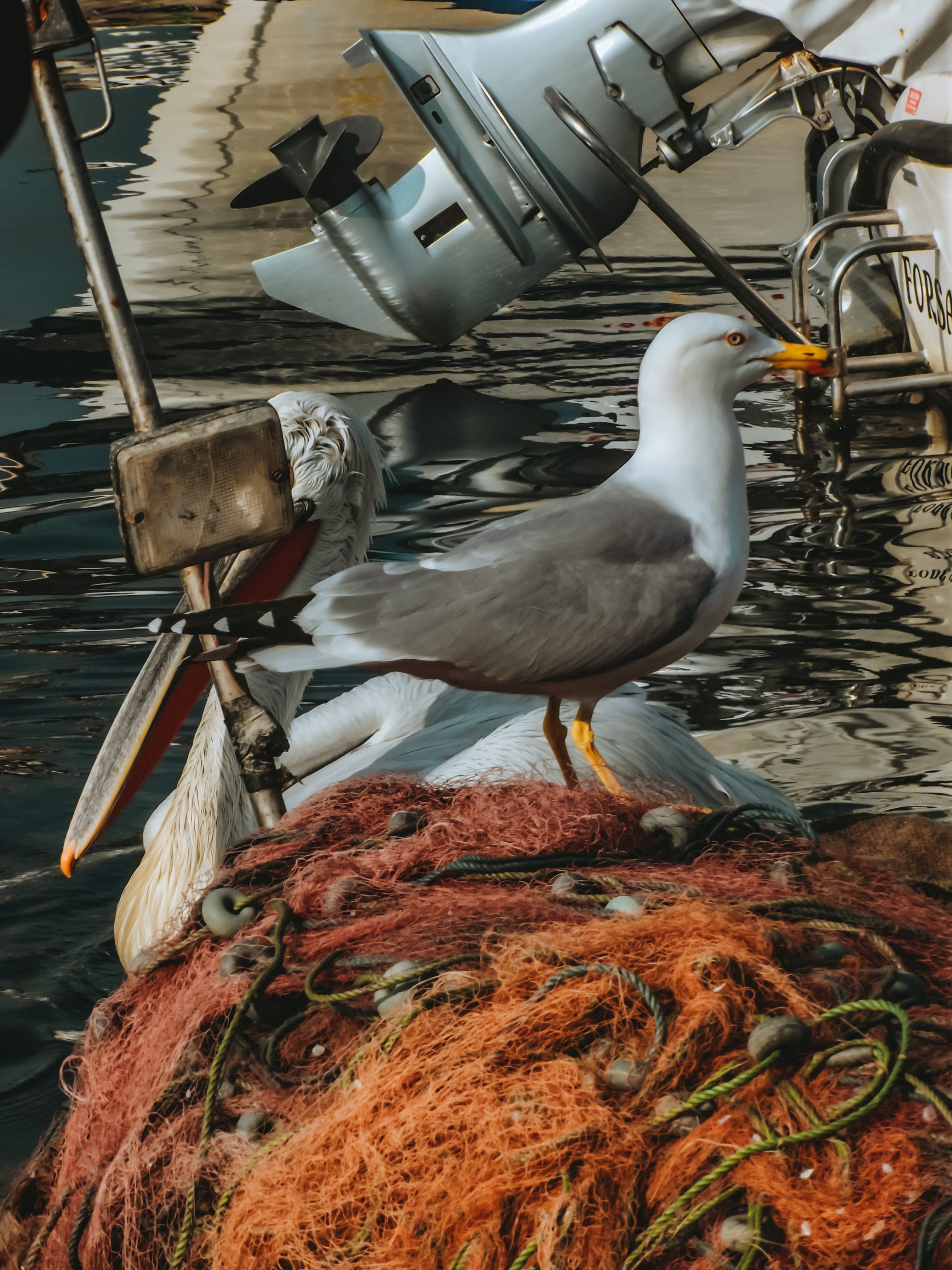 Red Fishing Net Photos, Download The BEST Free Red Fishing Net Stock ...