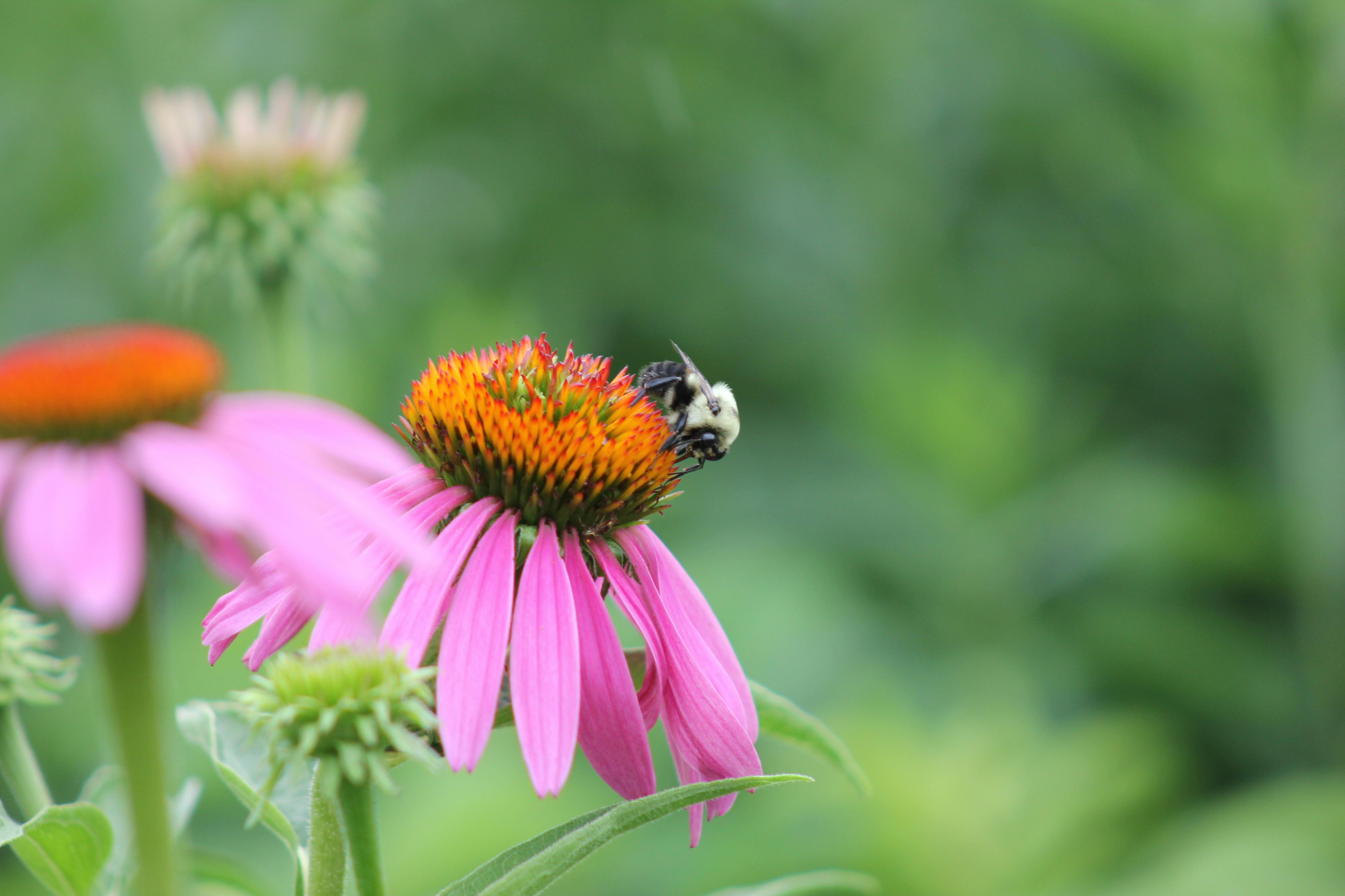 Petits Insectes Photos, Download The BEST Free Petits Insectes Stock ...