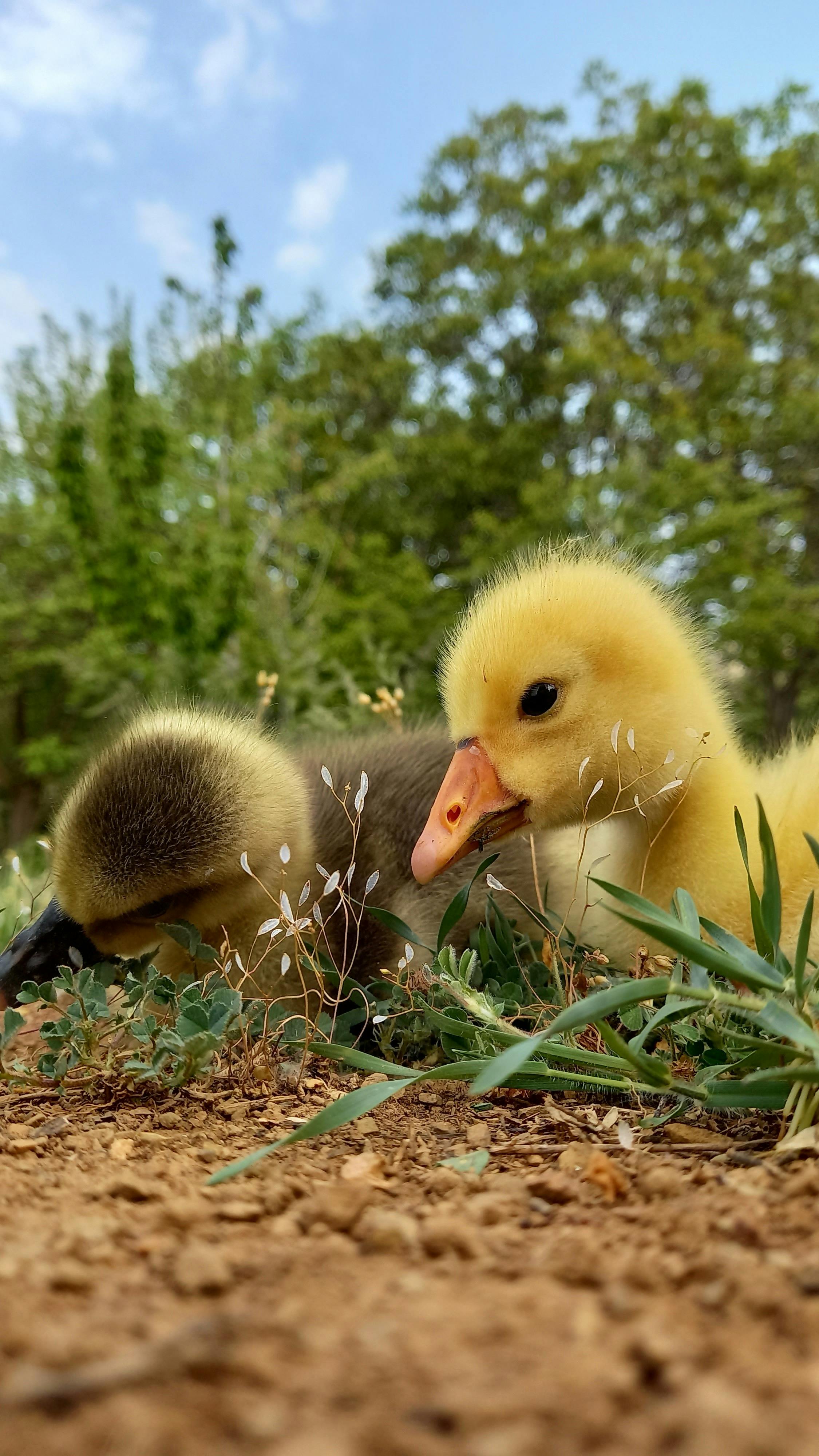 Yellow Duckling on Gray Dirt · Free Stock Photo