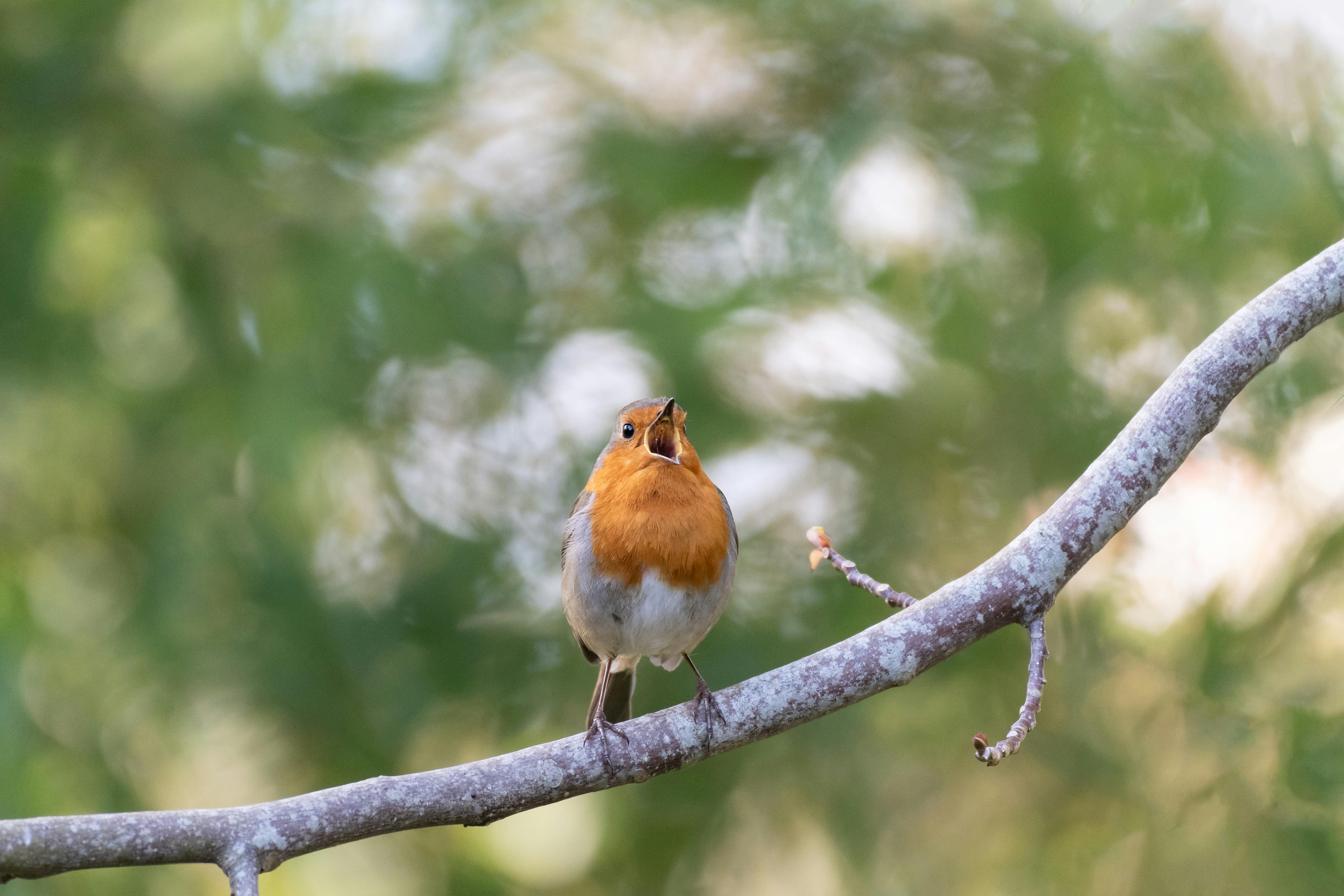 Achtergrond Robin Photos, Download The BEST Free Achtergrond Robin ...